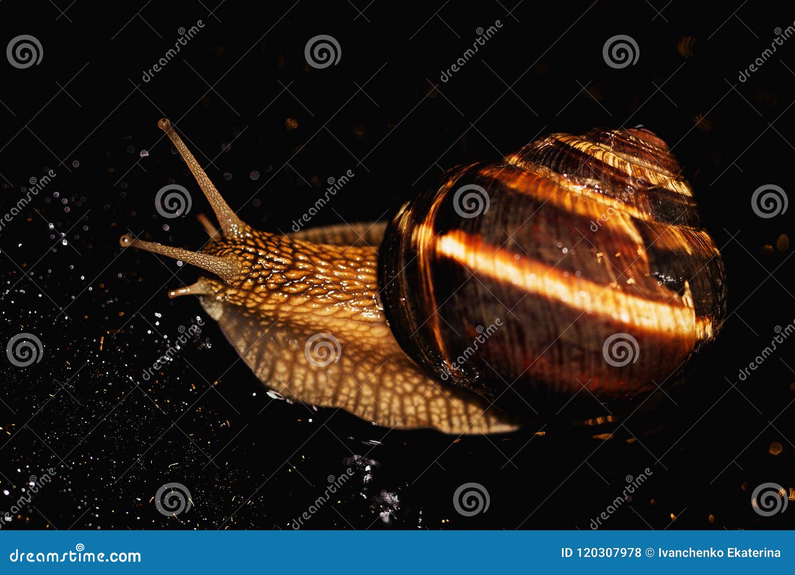 Snail is a Unique Living Creature that is Protected by a Shell and Can ...
