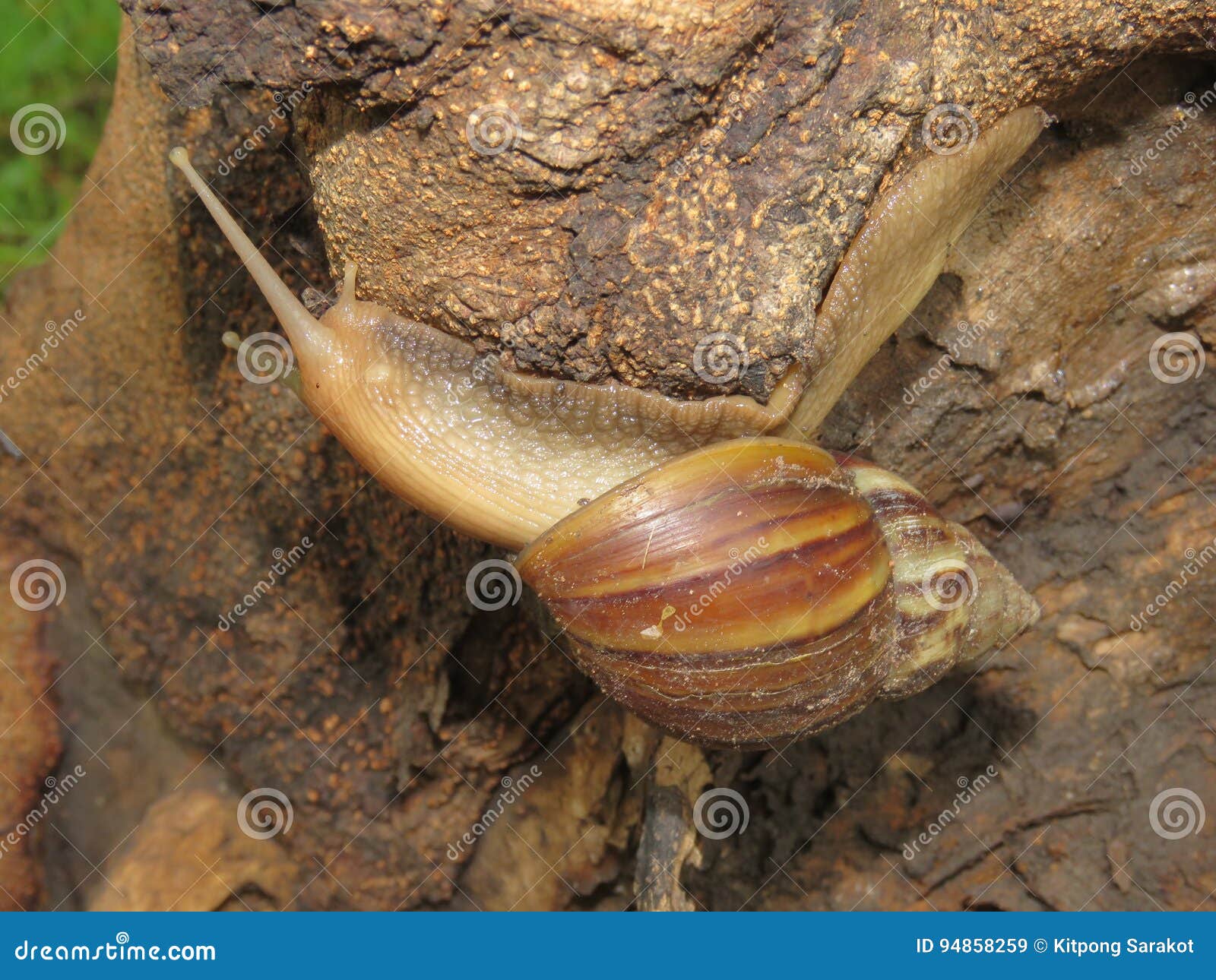 Snail up the tree stock image. Image of herbivorous, bivalve - 94858259