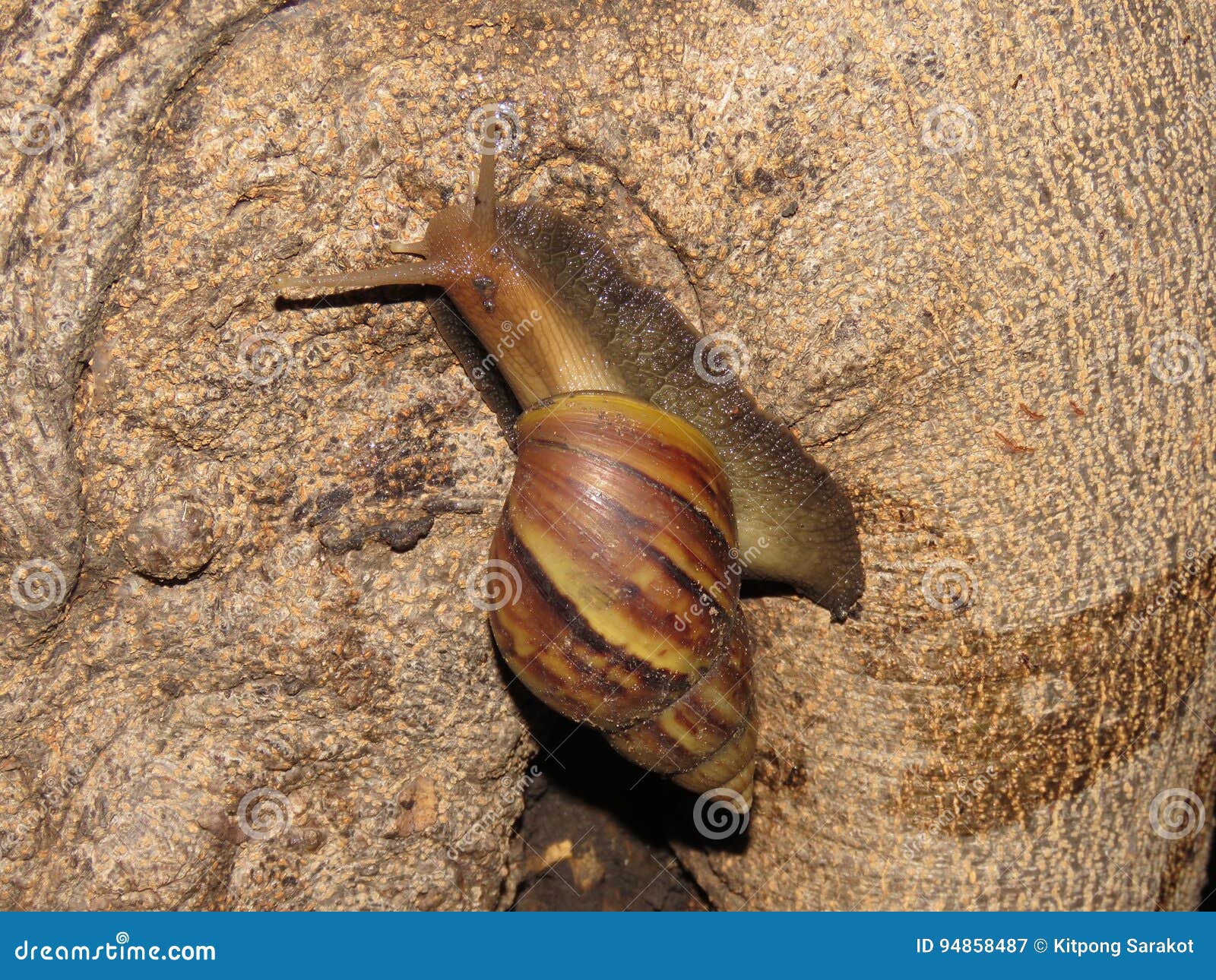 Snail up the tree stock image. Image of collagen, slowly - 94858487