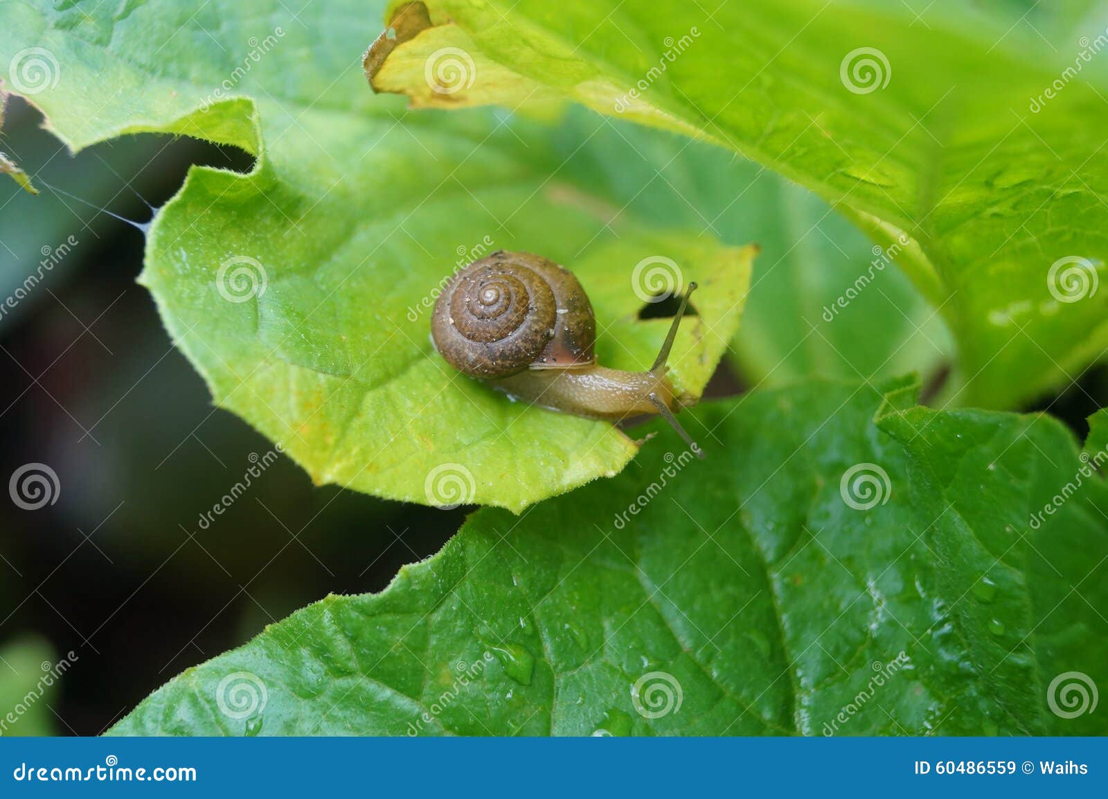 Snail in the Vegetable Leaf Stock Image - Image of agricultural, snails ...