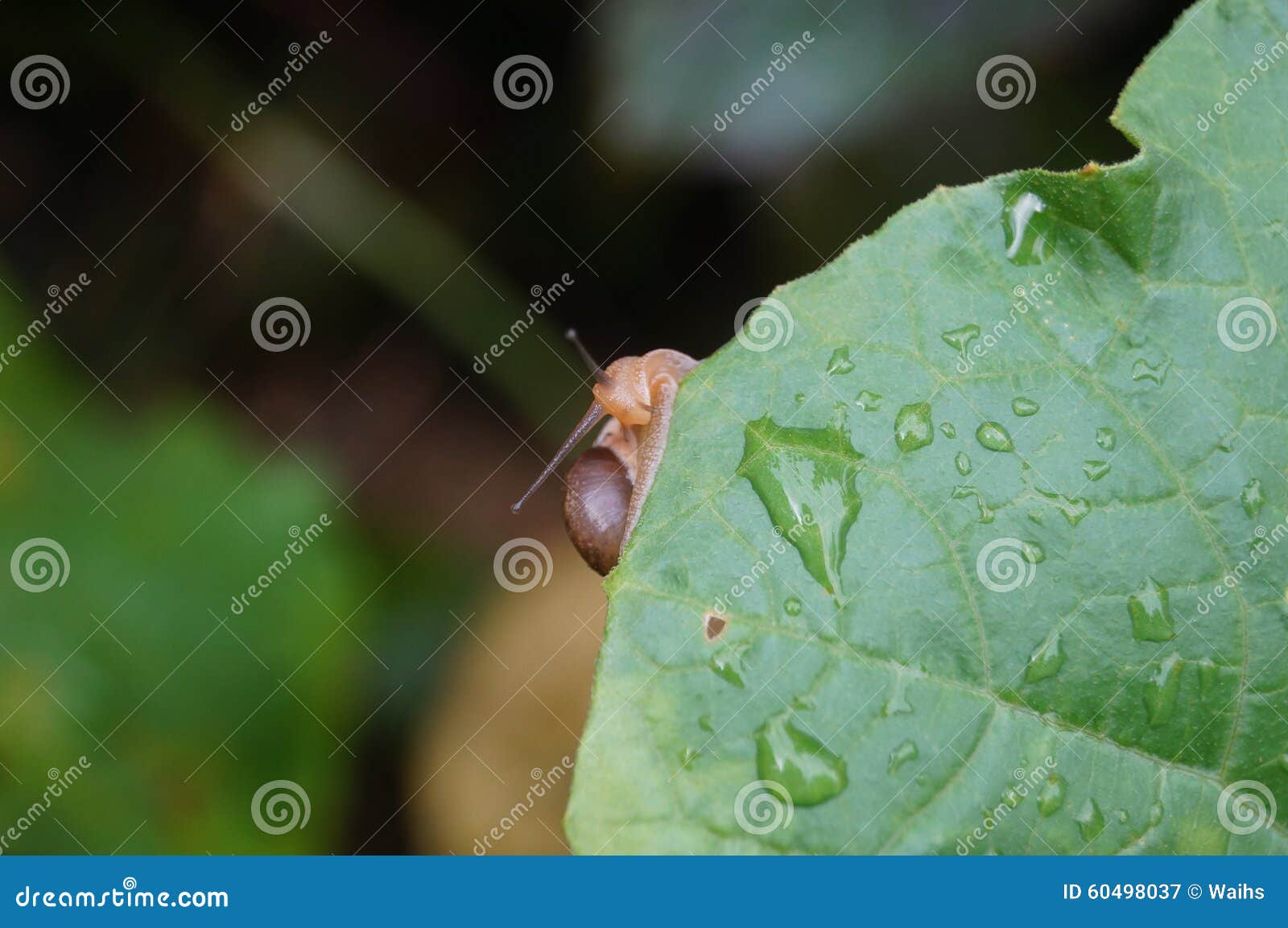 Snail in the Vegetable Leaf Stock Image - Image of outdoor ...