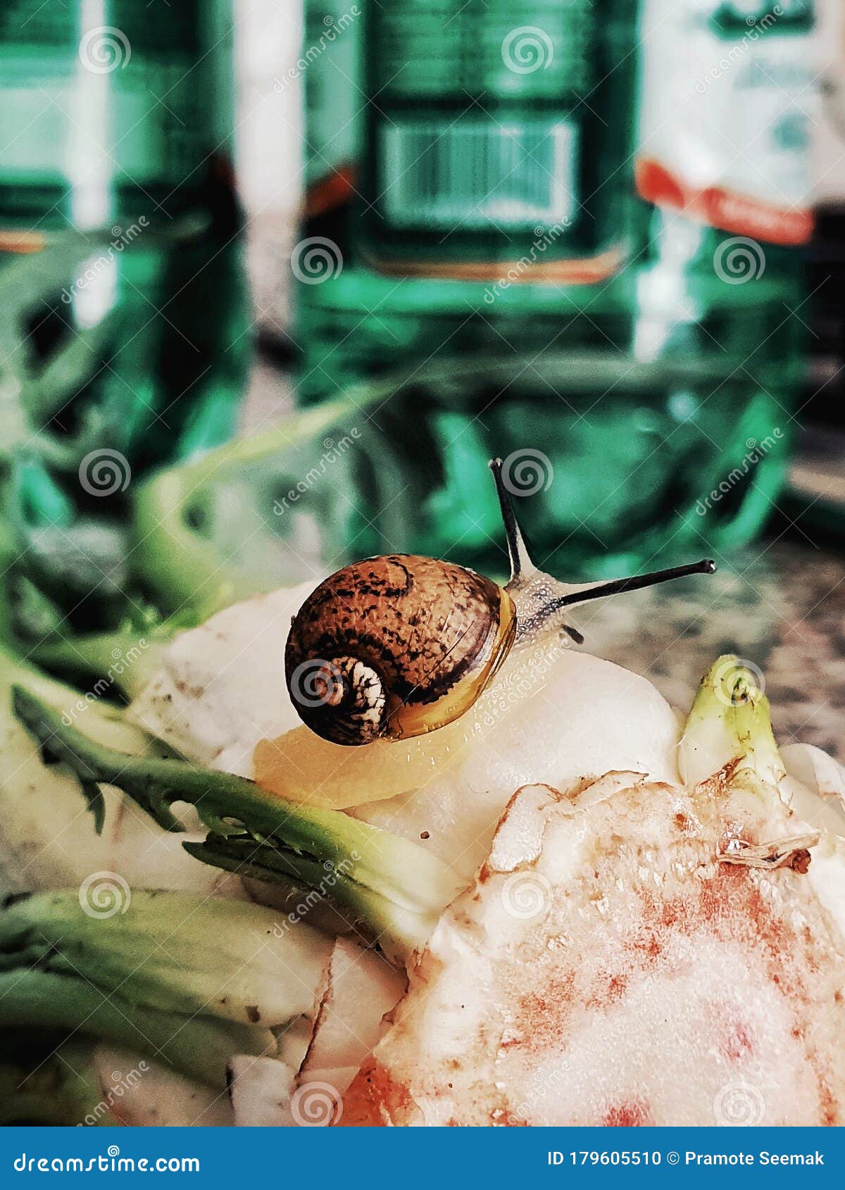 A Snail on the Vegetable, Wildlife, Animal, Insect Stock Photo - Image ...