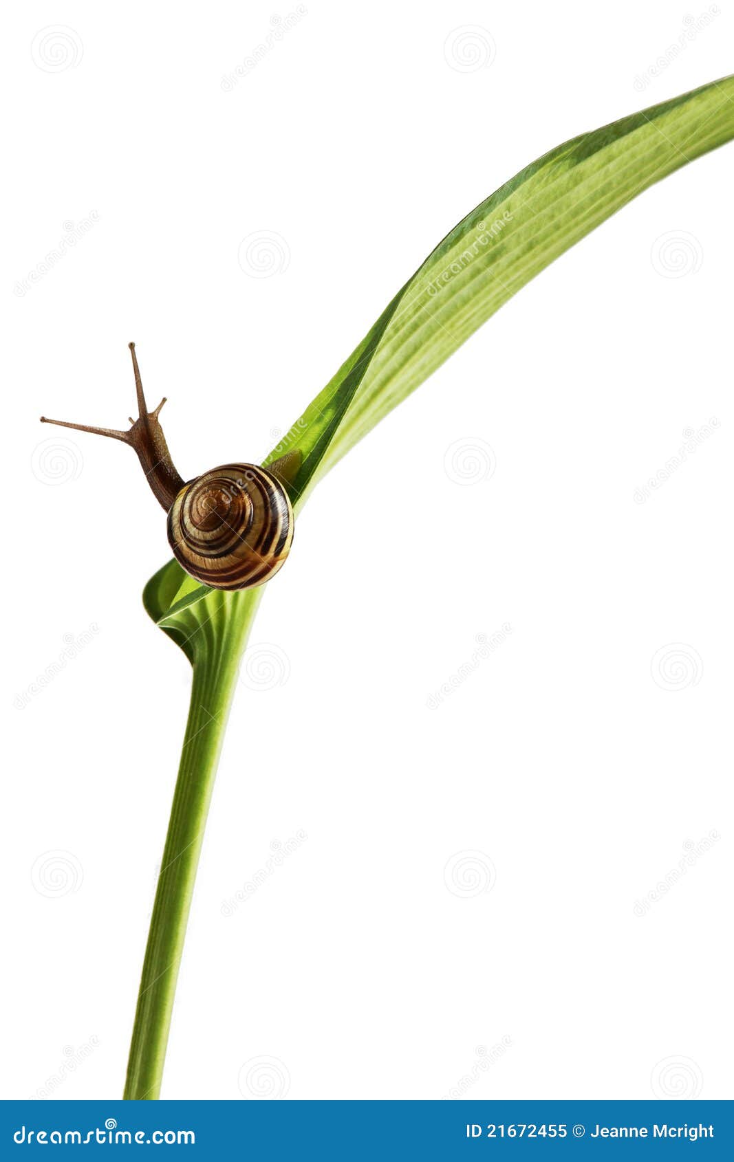 Snail on a Vertical Leaf Looking Up Stock Image - Image of journey ...