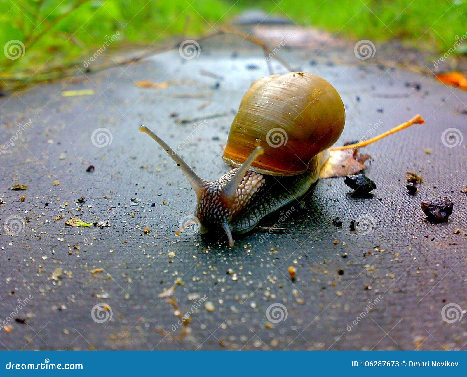 Snail stock image. Image of fast, snail, macro, cool - 106287673