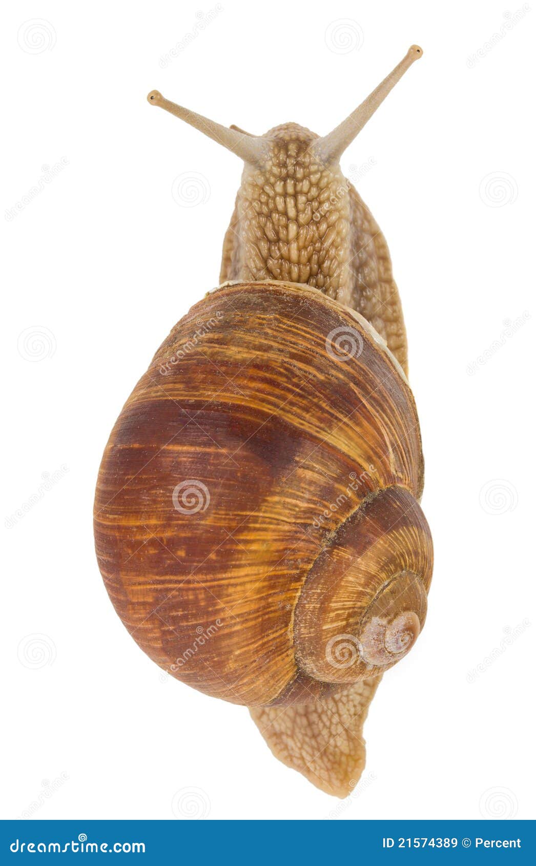 Snail, View From Above Royalty Free Stock Images - Image: 21574389
