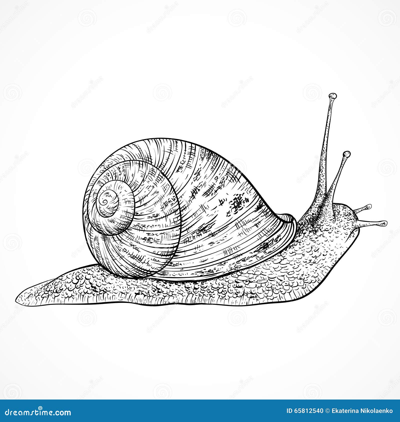 Snail. Vintage Hand Drawn Vector Stock Vector - Illustration of food ...