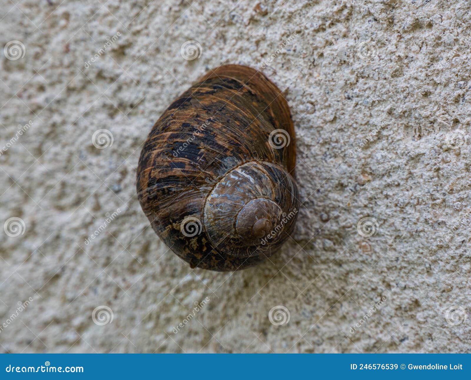 The snail stock image. Image of insect, seafood, wildlife - 246576539
