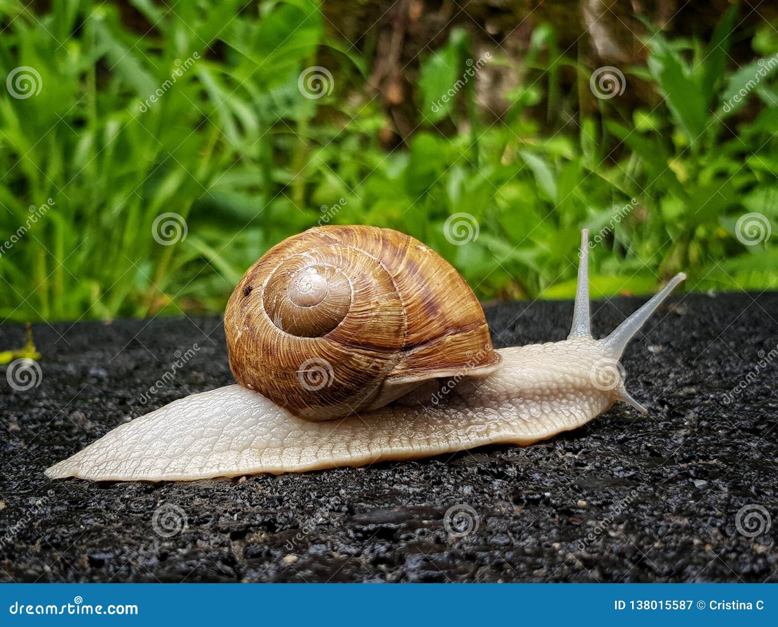 Snail stock image. Image of walk, closeup, snail, details - 138015587