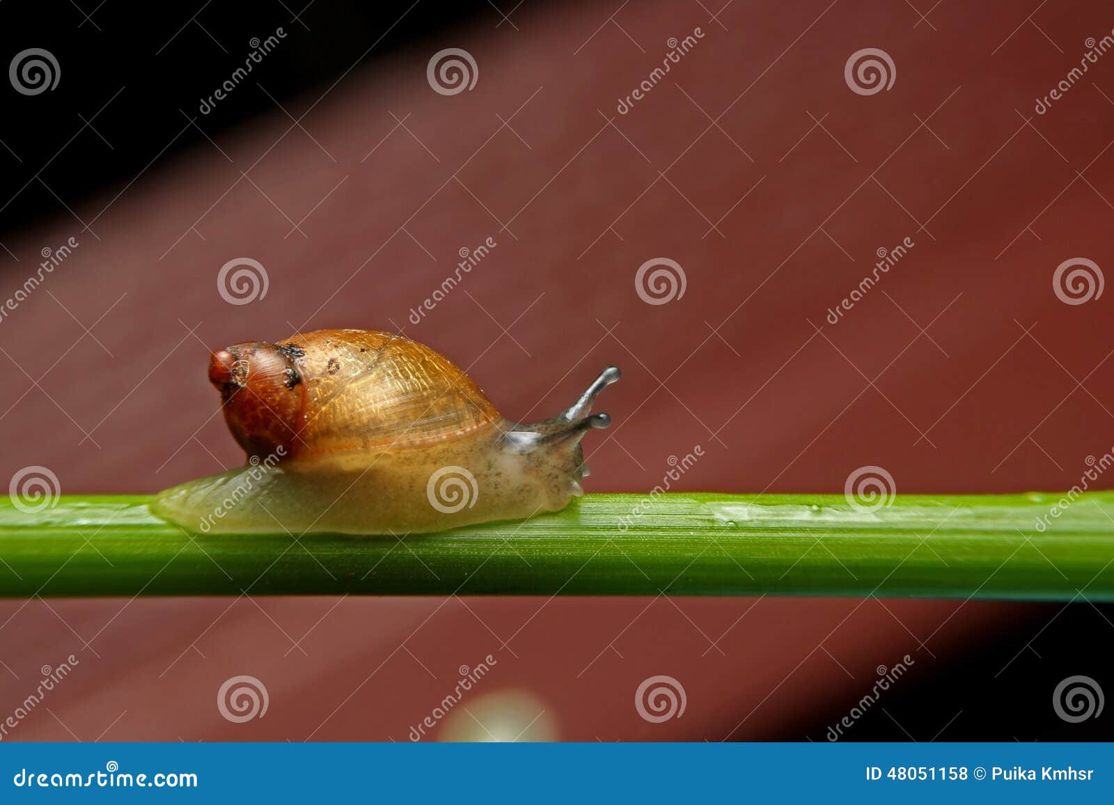 Snail walk alone stock photo. Image of walk, amphibian - 48051158