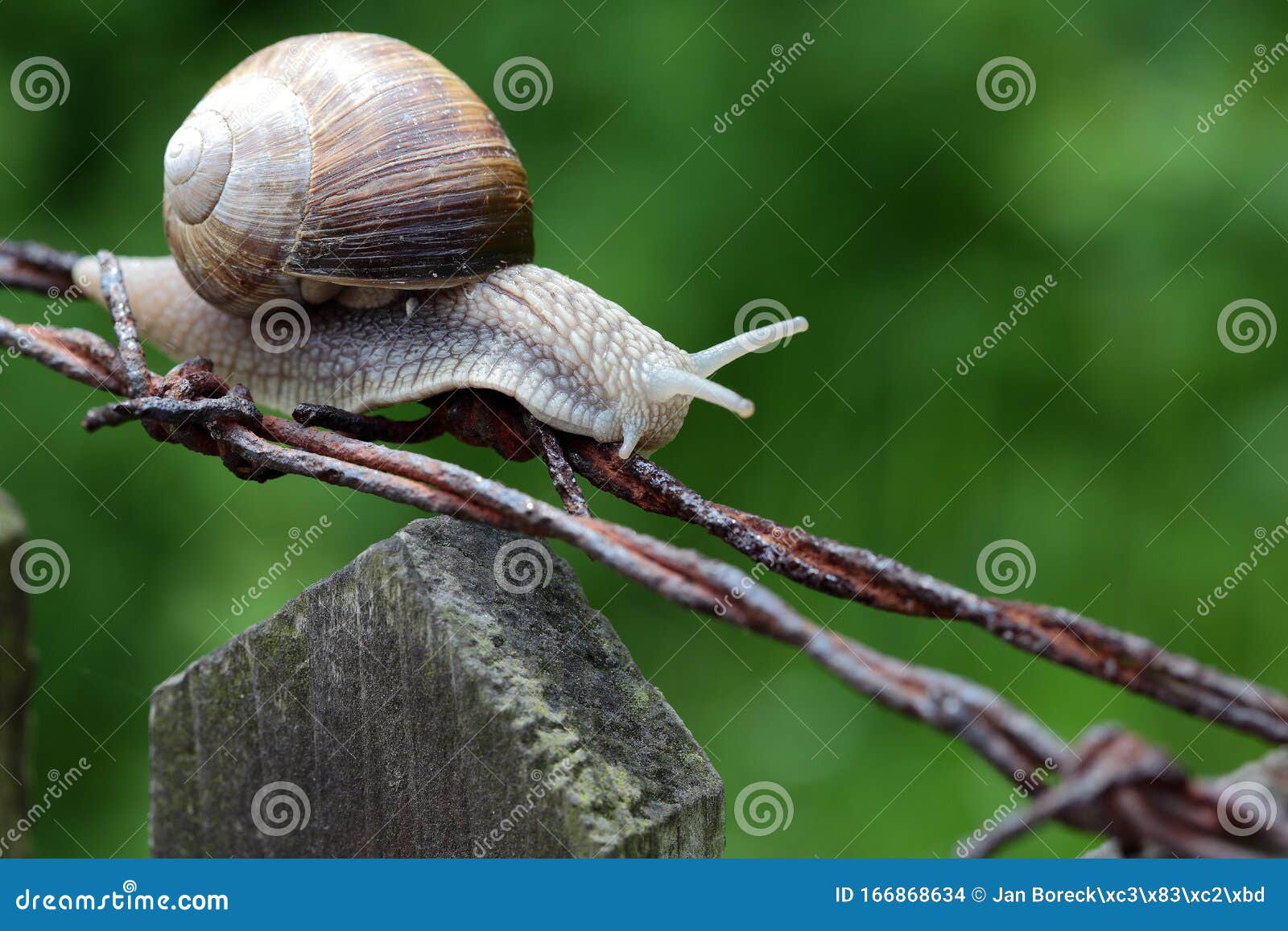 15/5000 snail walk stock photo. Image of walk, barbed - 166868634
