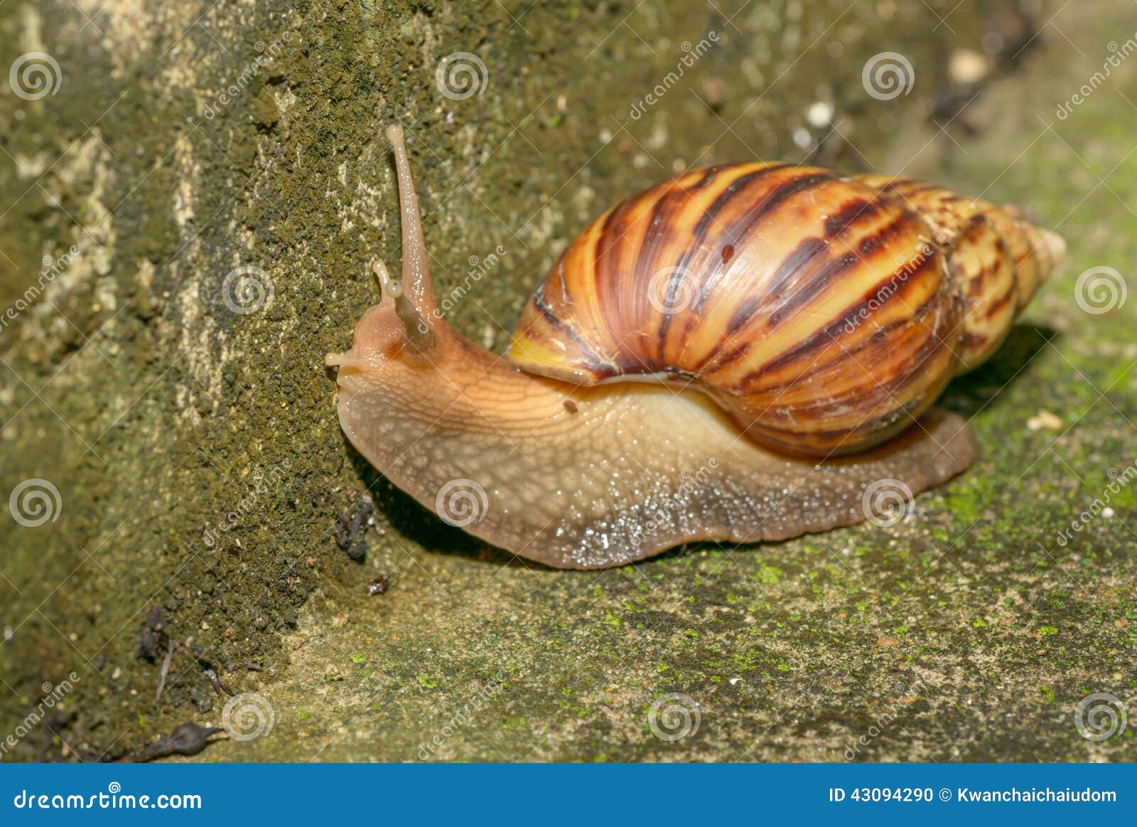Snail Walk on Concrete Floor Stock Photo - Image of moving, background ...