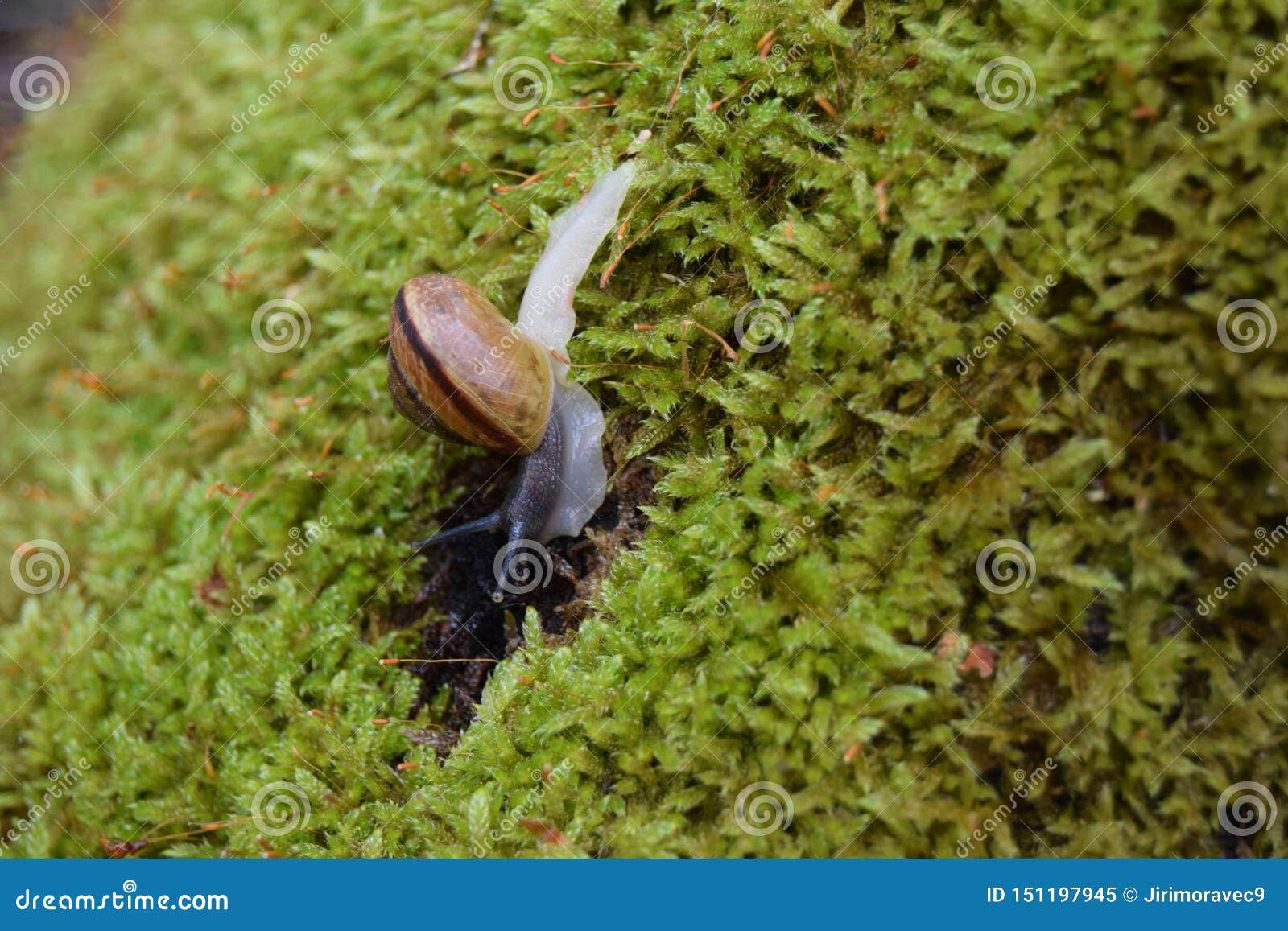 Snail on a Walk in the Moss Stock Image - Image of moss, beautiful ...