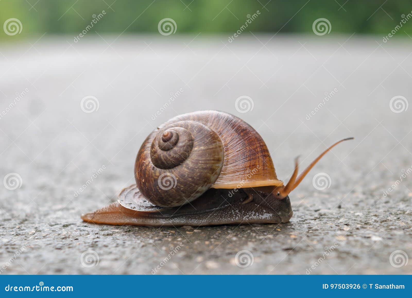Snail , walk the road , stock photo. Image of closeup - 97503926