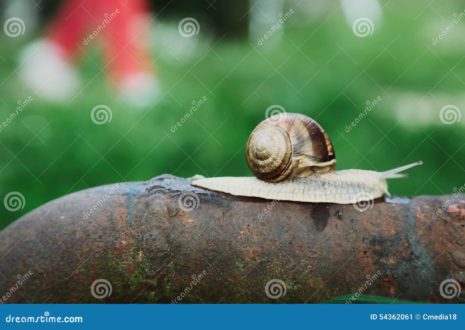Snail walk stock image. Image of pipe, snail, background - 54362061