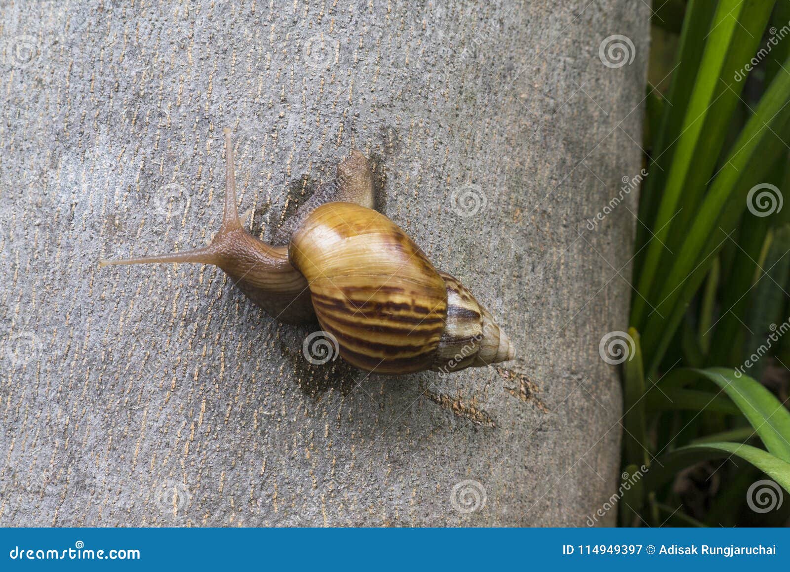 A snail is walking slowly stock image. Image of color - 114949397