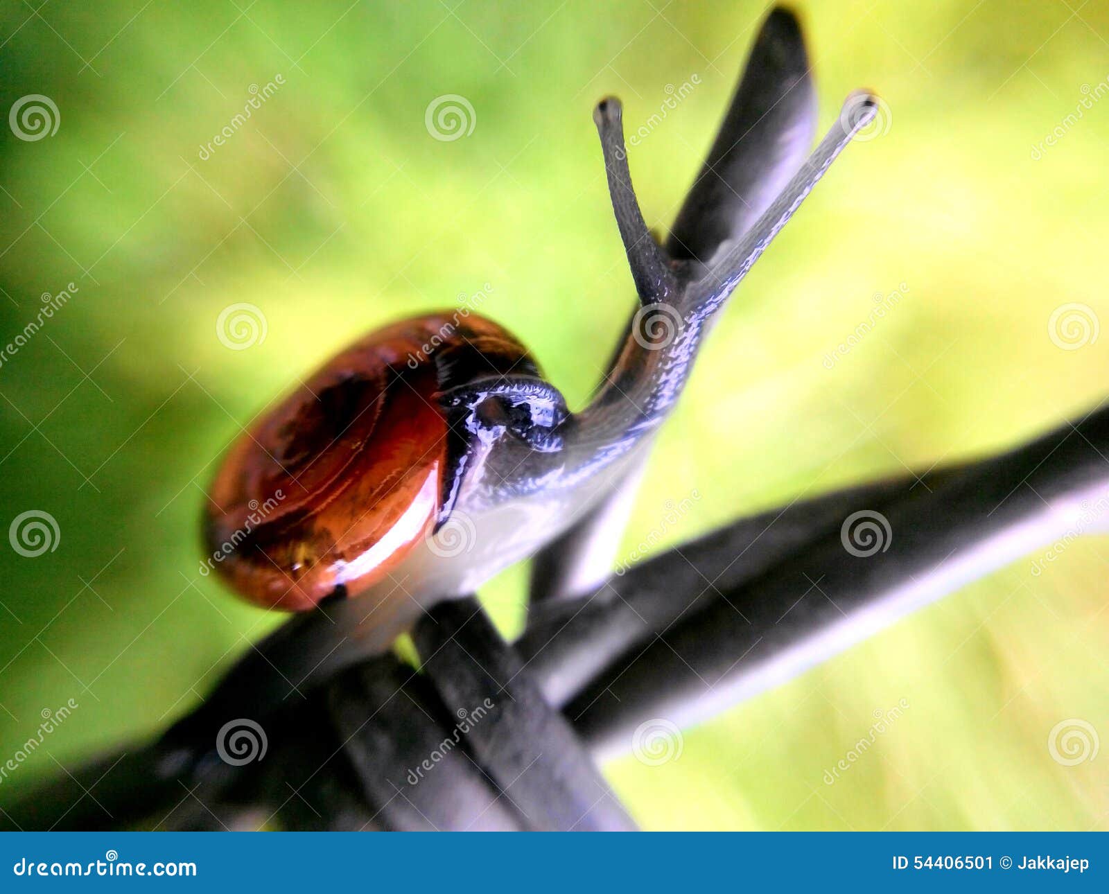 Snail On Barb Royalty-Free Stock Photo | CartoonDealer.com #54439785