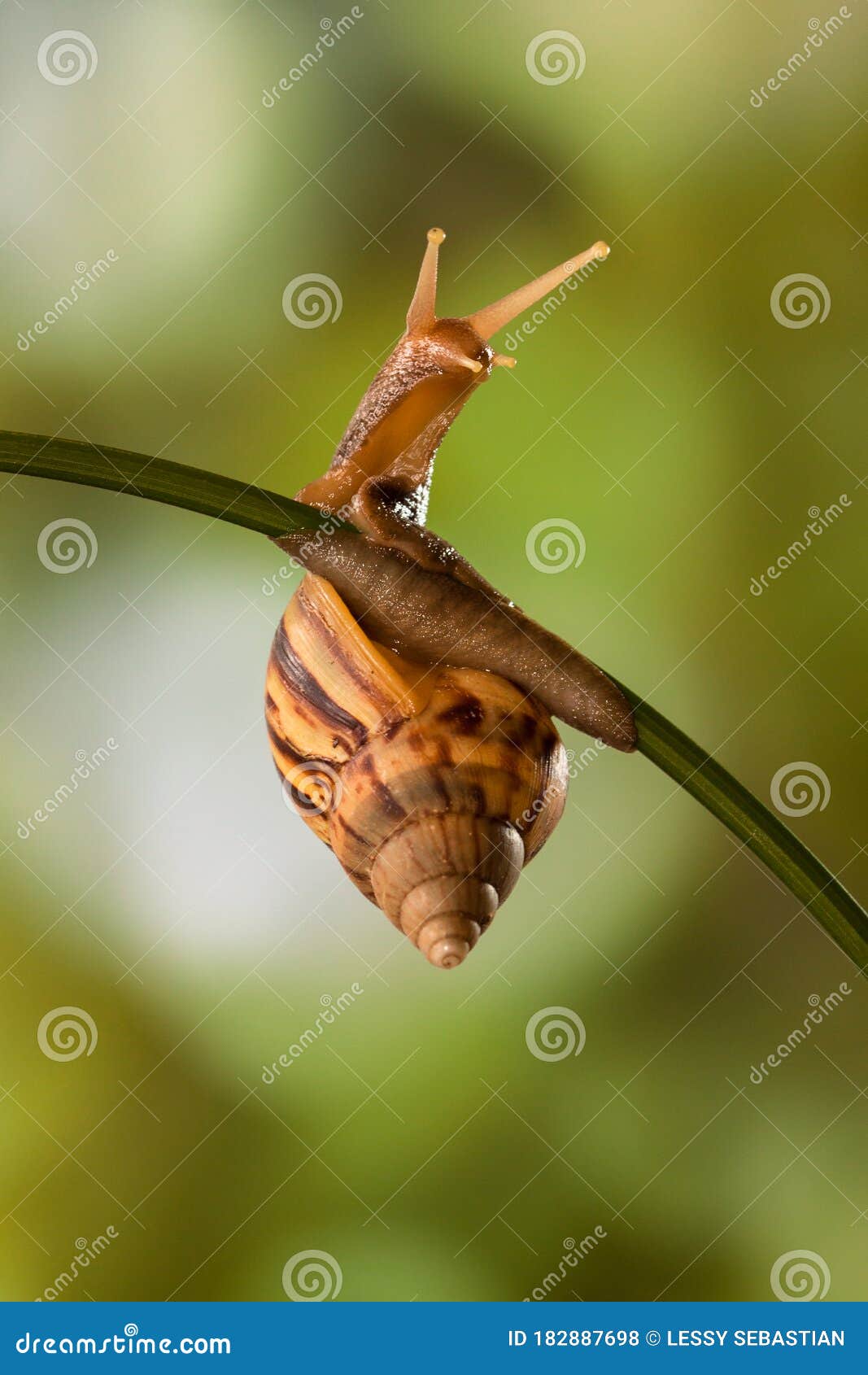 The Snail Walking in the Branch Stock Photo - Image of snail, walking ...
