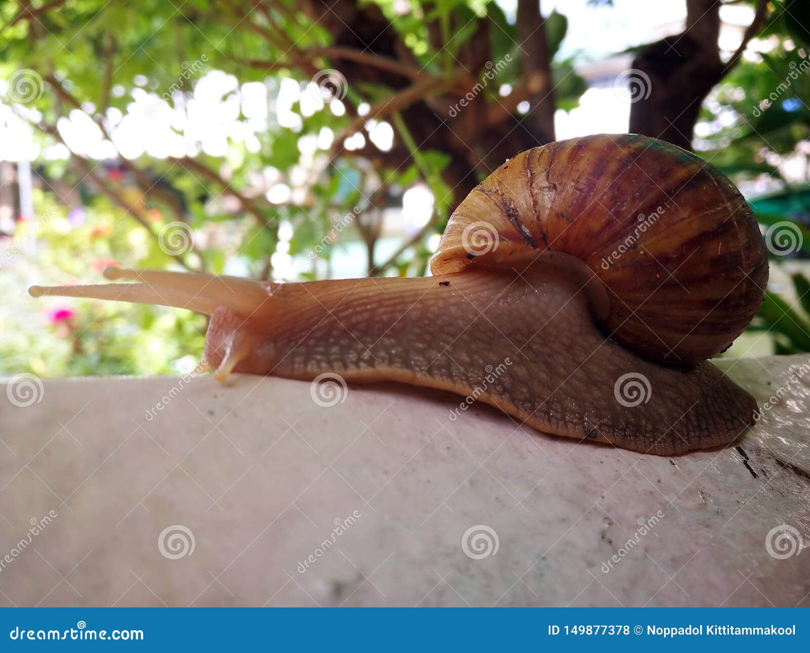 Snail walking forward stock photo. Image of wildlife - 149877378
