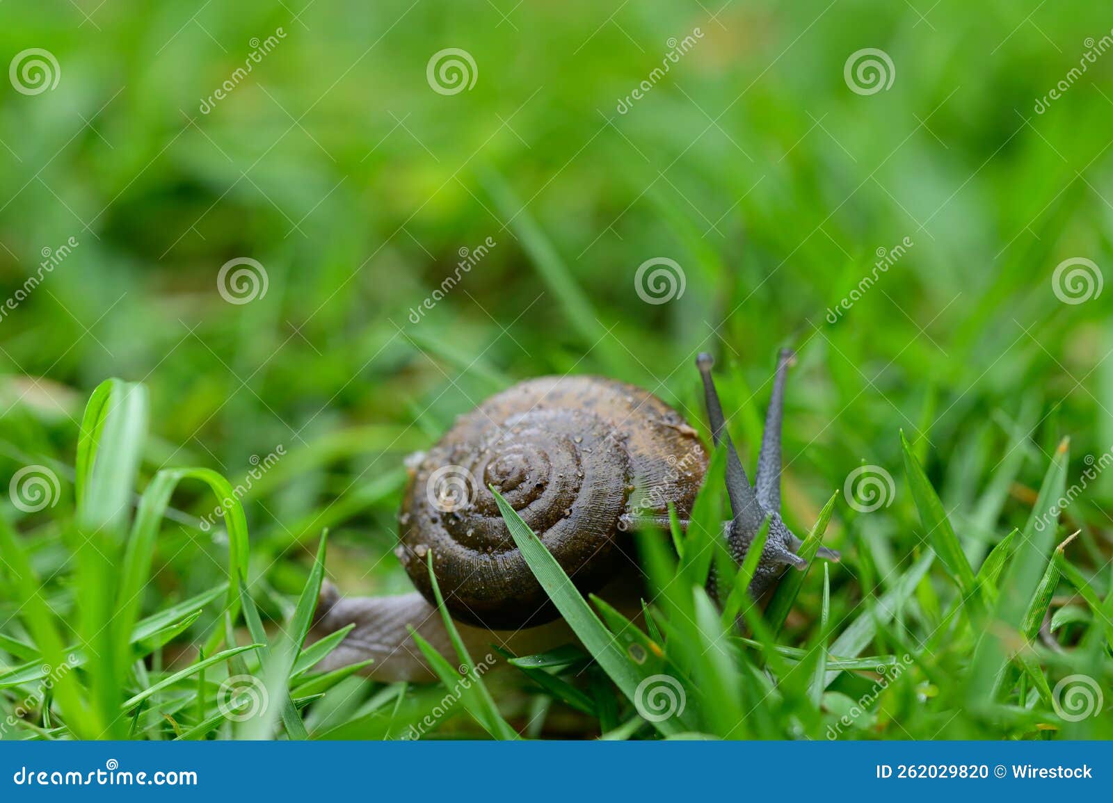 Shallow Focus of a Snail Walking on the Grass Stock Photo - Image of ...