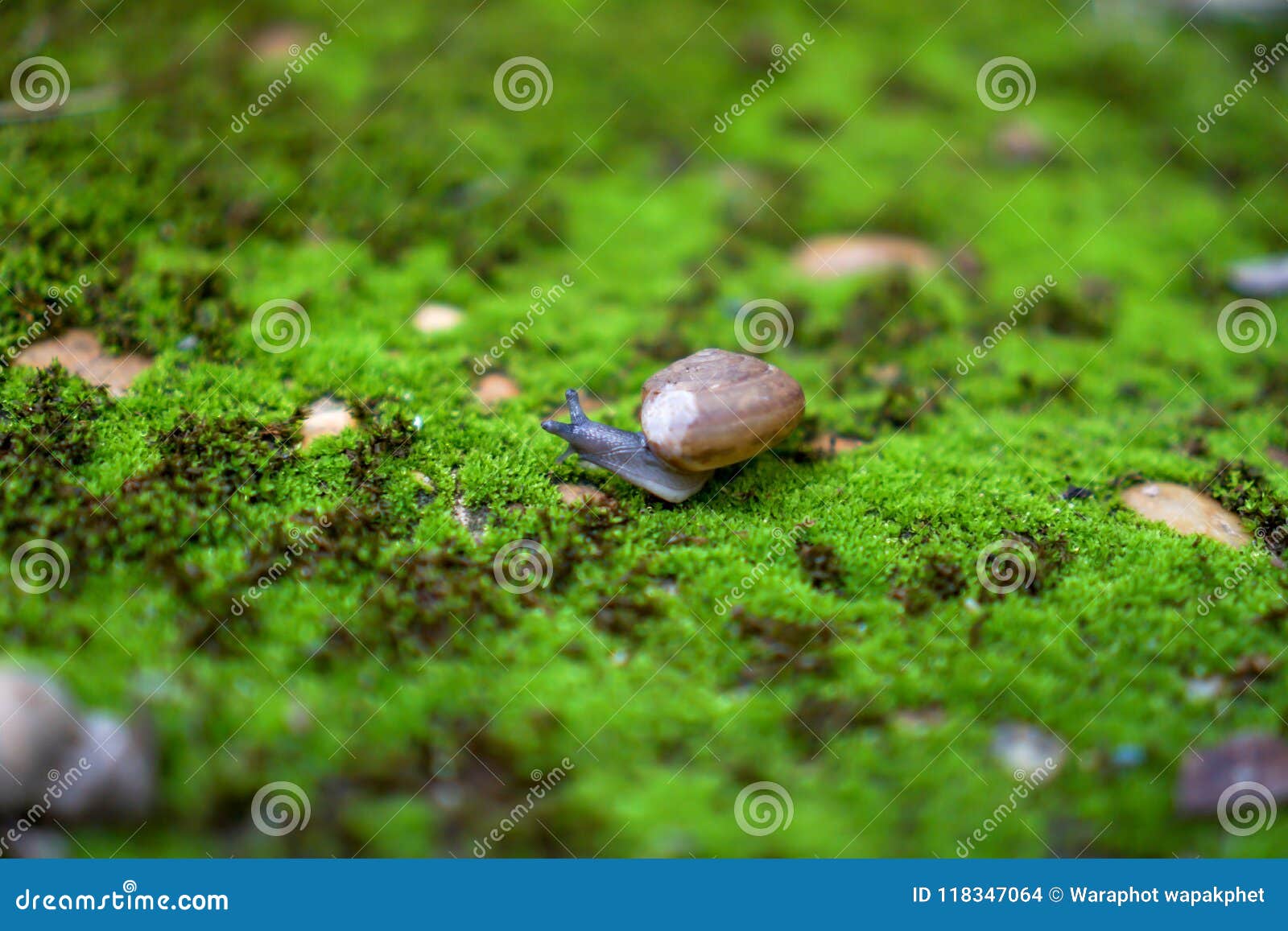 Snail walking on moss area stock photo. Image of nature - 118347064