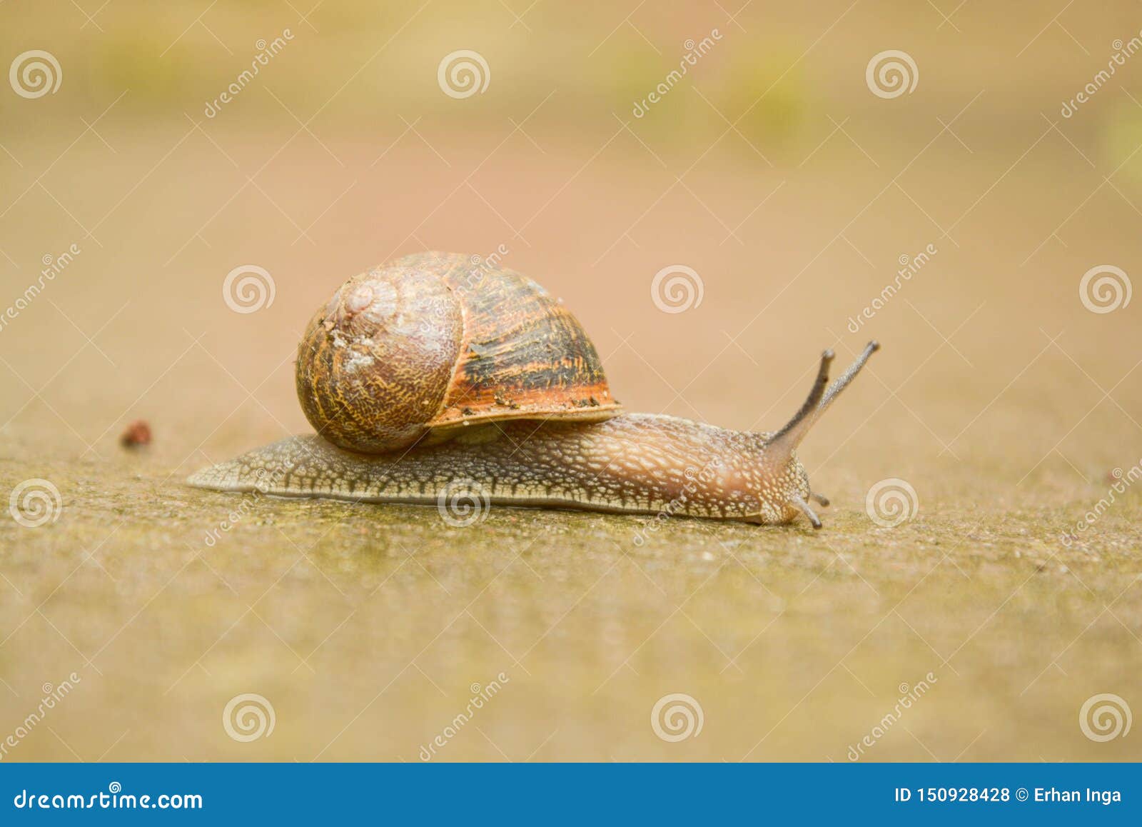 Snail Walking in the Park ,after Raining Day Stock Photo - Image of ...