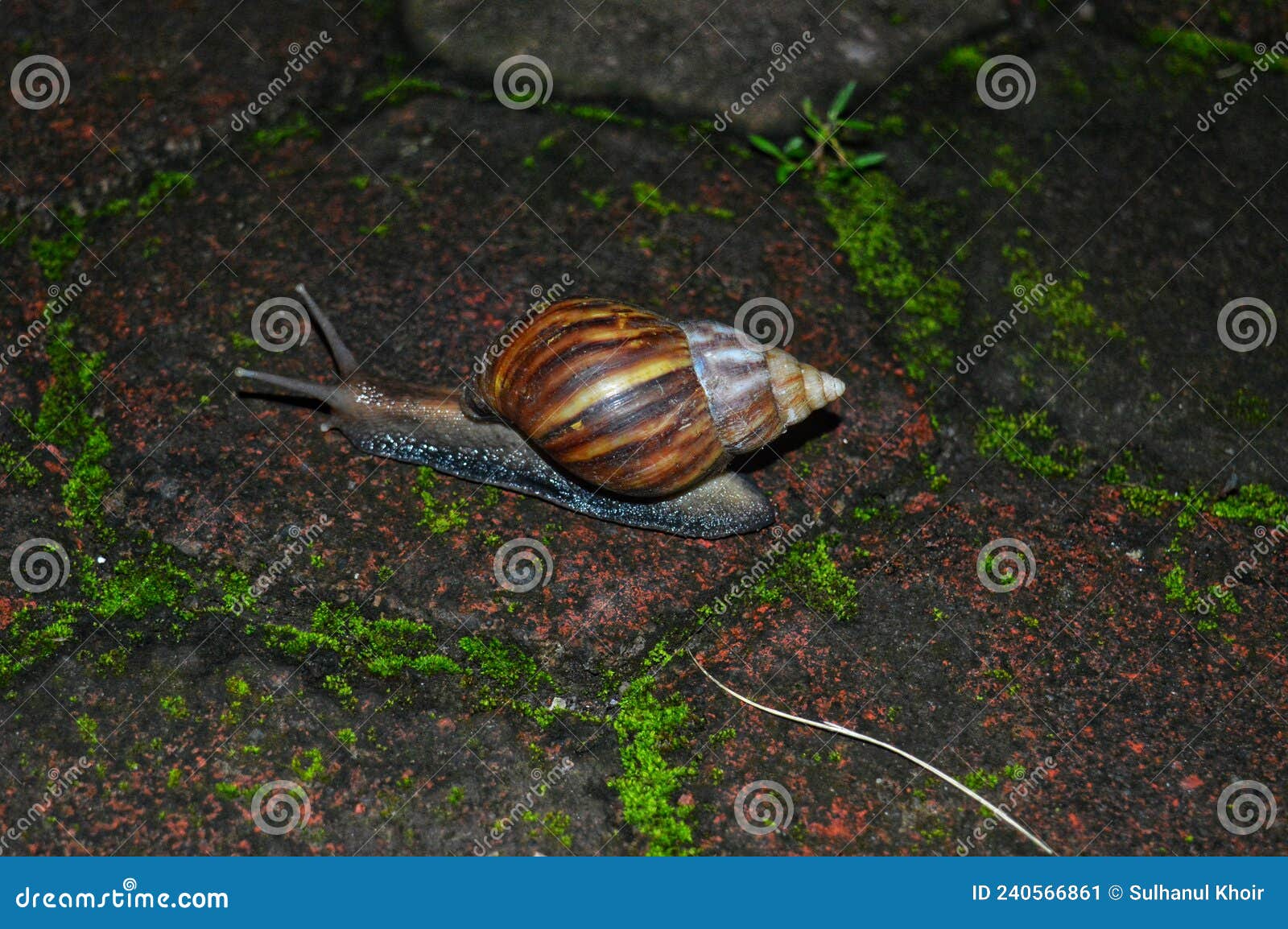 Snail walking on paving stock image. Image of green - 240566861