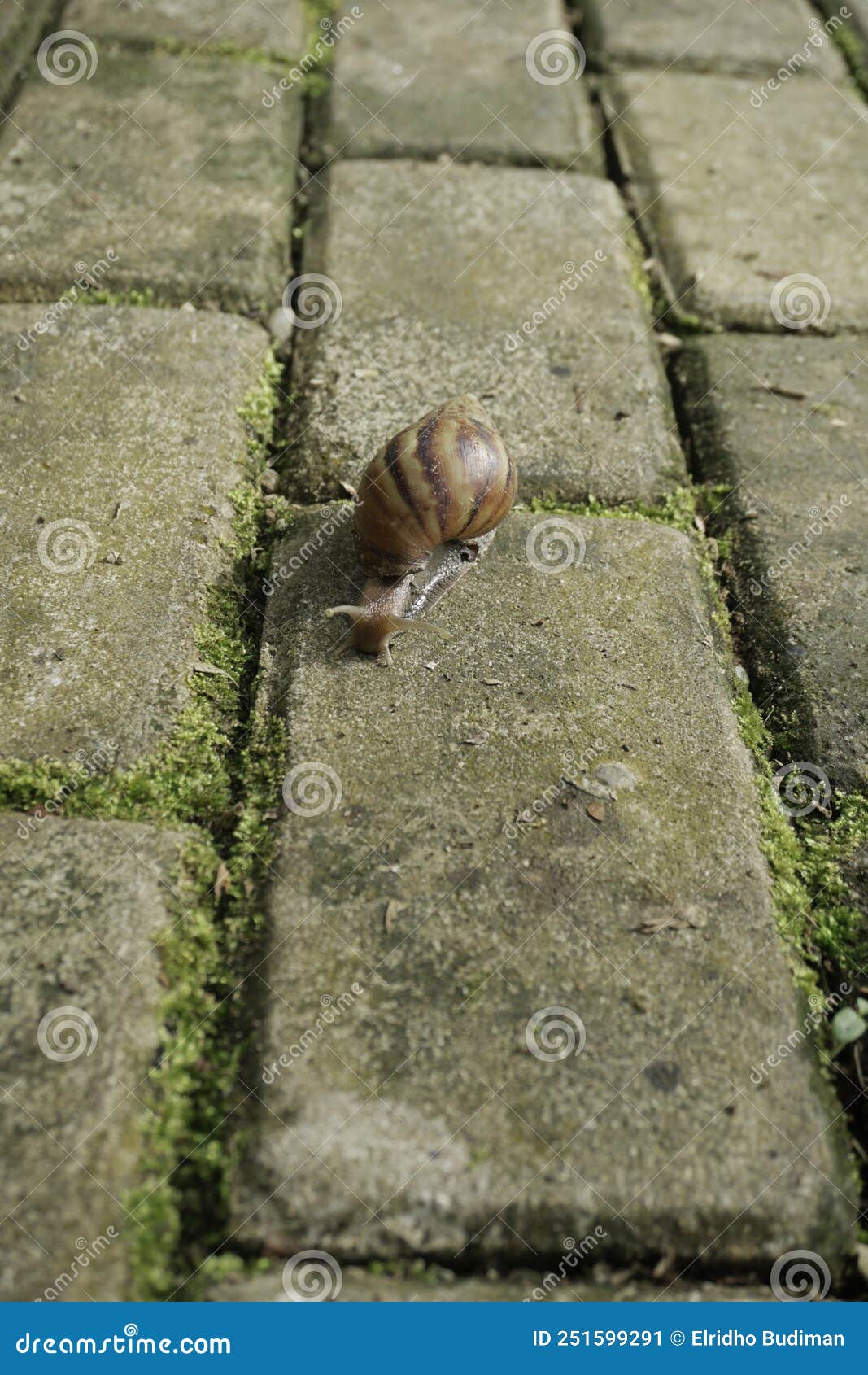 A Snail Walking on the Paving Block Stock Image - Image of crawling ...