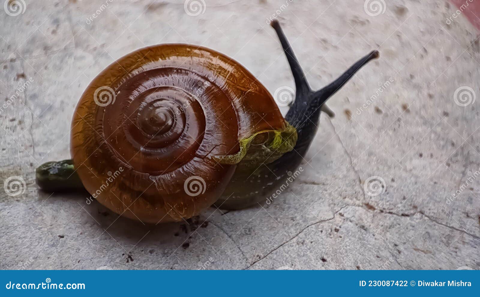 Snail Walking on a Rock Freely Stock Photo - Image of food, walking ...