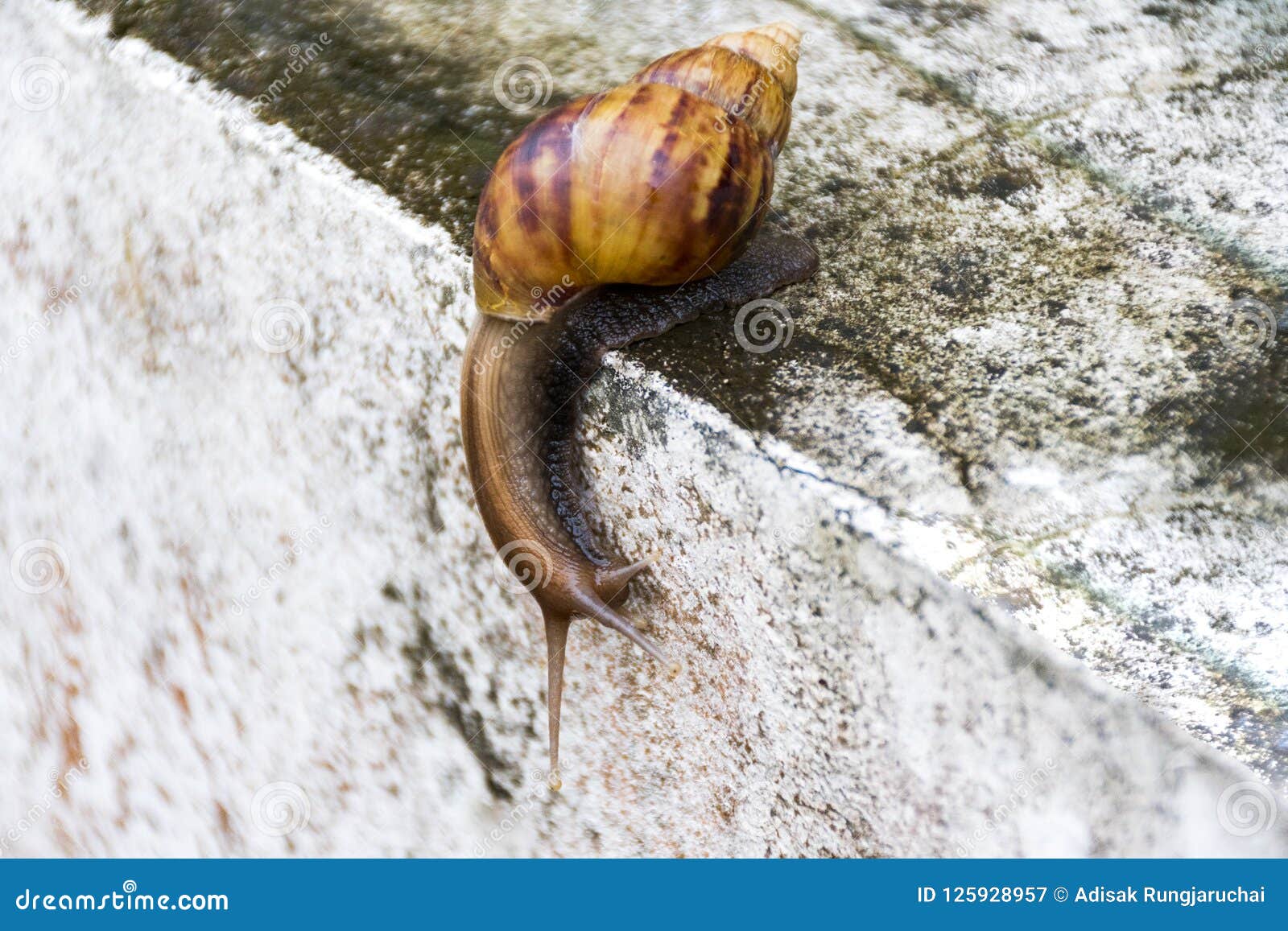 A Snail is Walking Slowly Along the Path. Stock Image - Image of color ...
