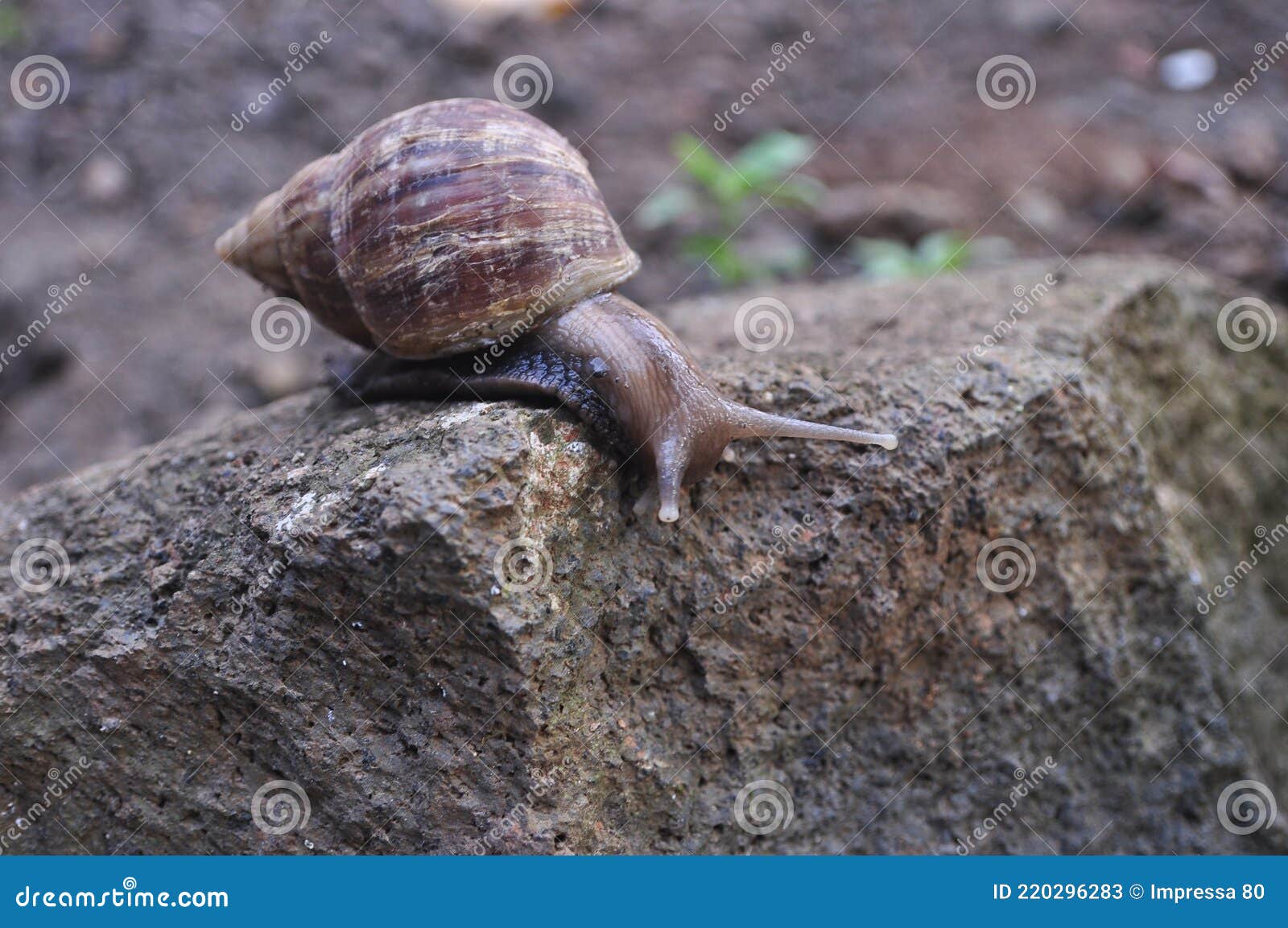 A Snail Walking Slowly on the Rocks Stock Image - Image of reptile ...