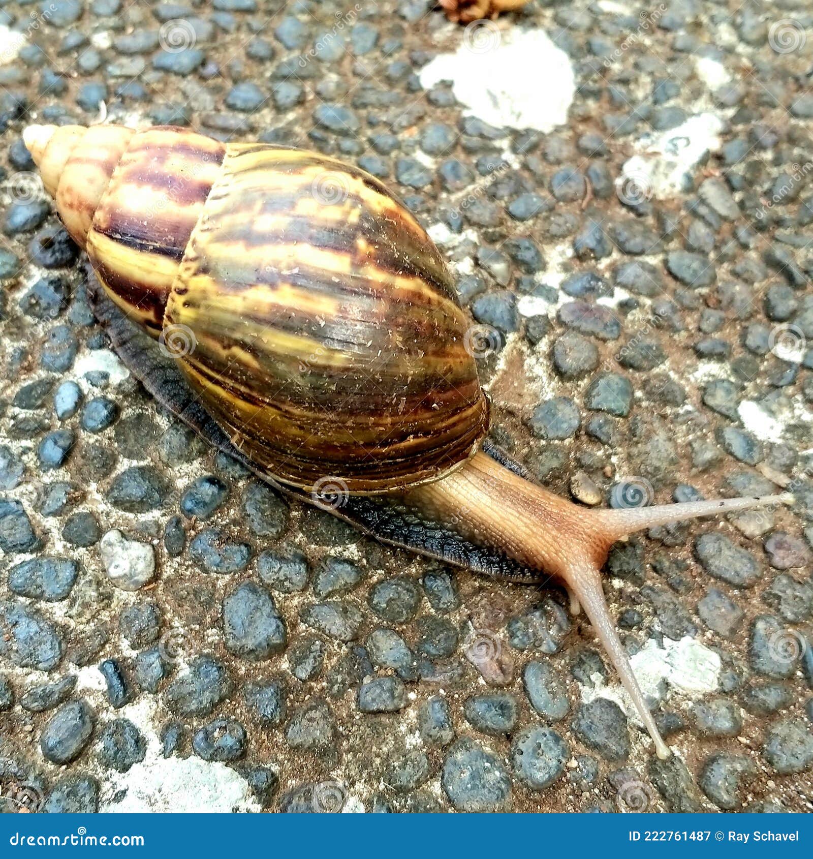 Snail Walking Slowly stock image. Image of snail, afternoon - 222761487