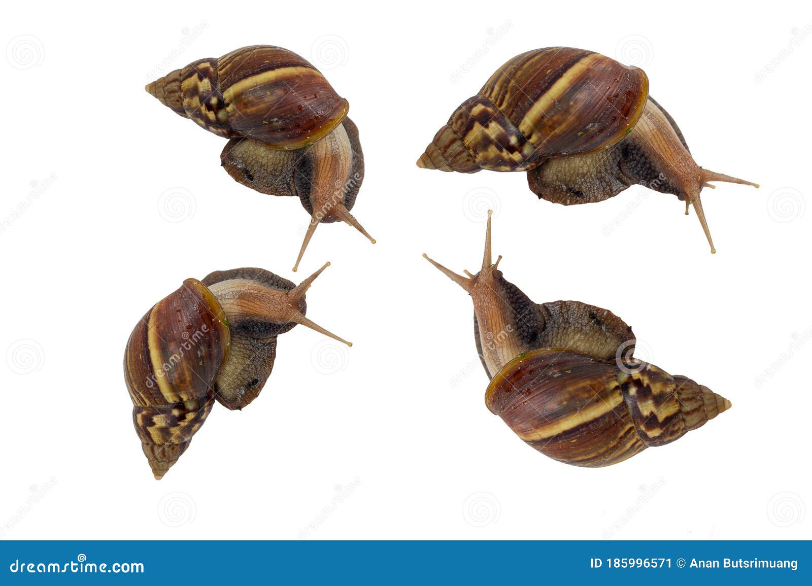 The Snail is Walking Slowly. Stock Image - Image of nature, closeup ...