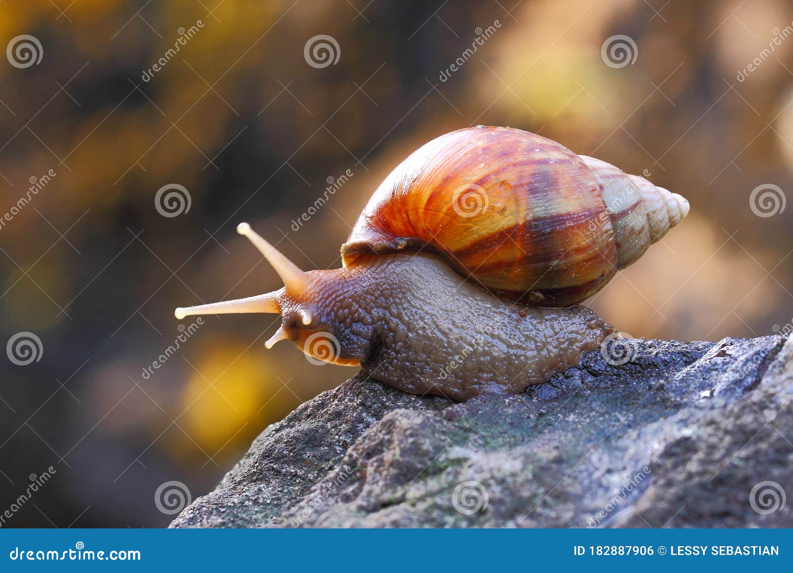The Snail Walking in the Stones Stock Photo - Image of stones, portrait ...