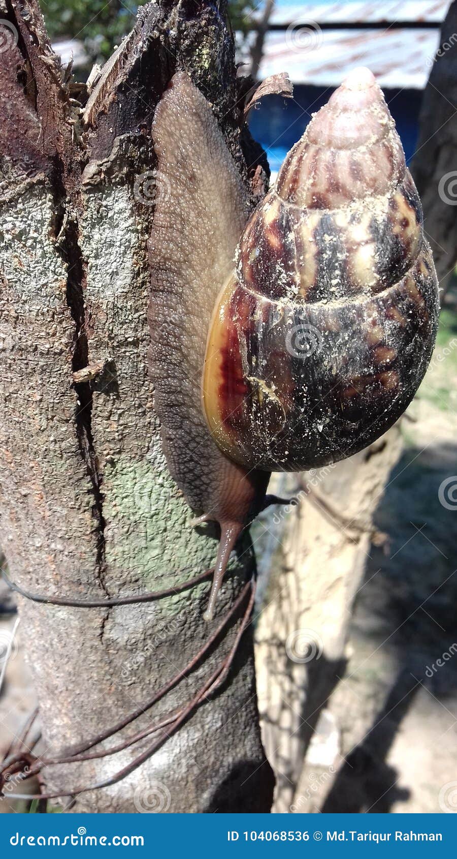 Snail walking stock photo. Image of sunny, snail, love - 104068536