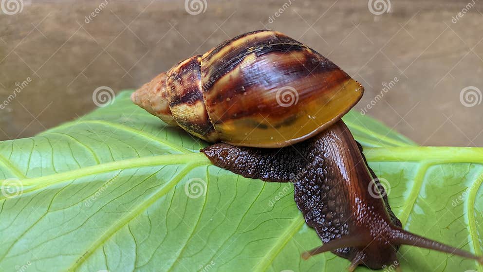 A Snail is Walking on Taro Leaves Stock Photo - Image of creature ...