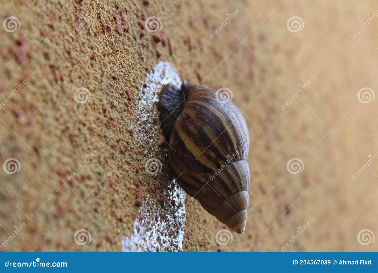 A Snail Walking on the Wall Stock Image - Image of moth, wood: 204567039