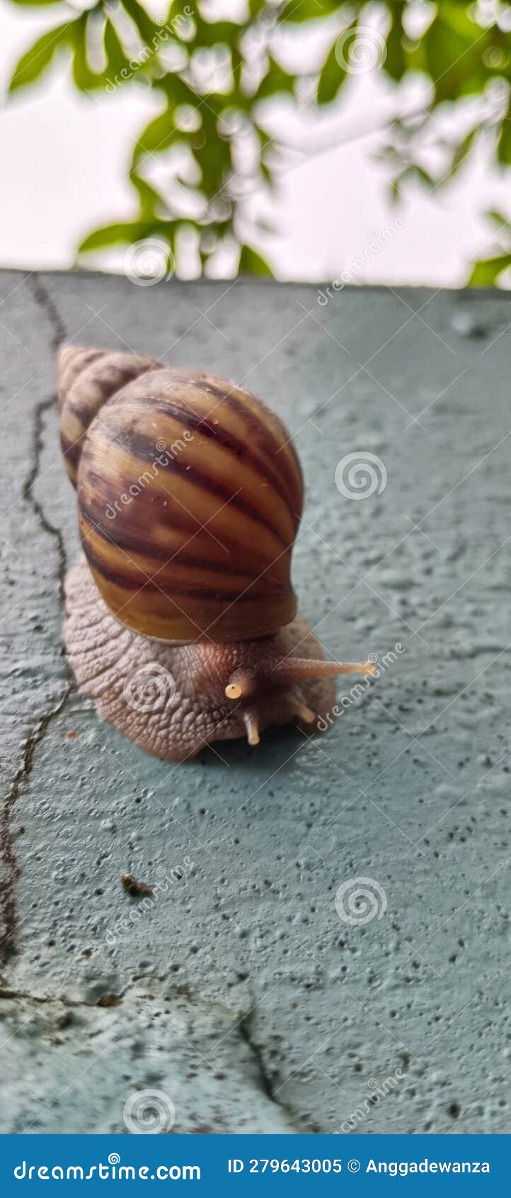 Snail walking on walls stock image. Image of amphibian - 279643005