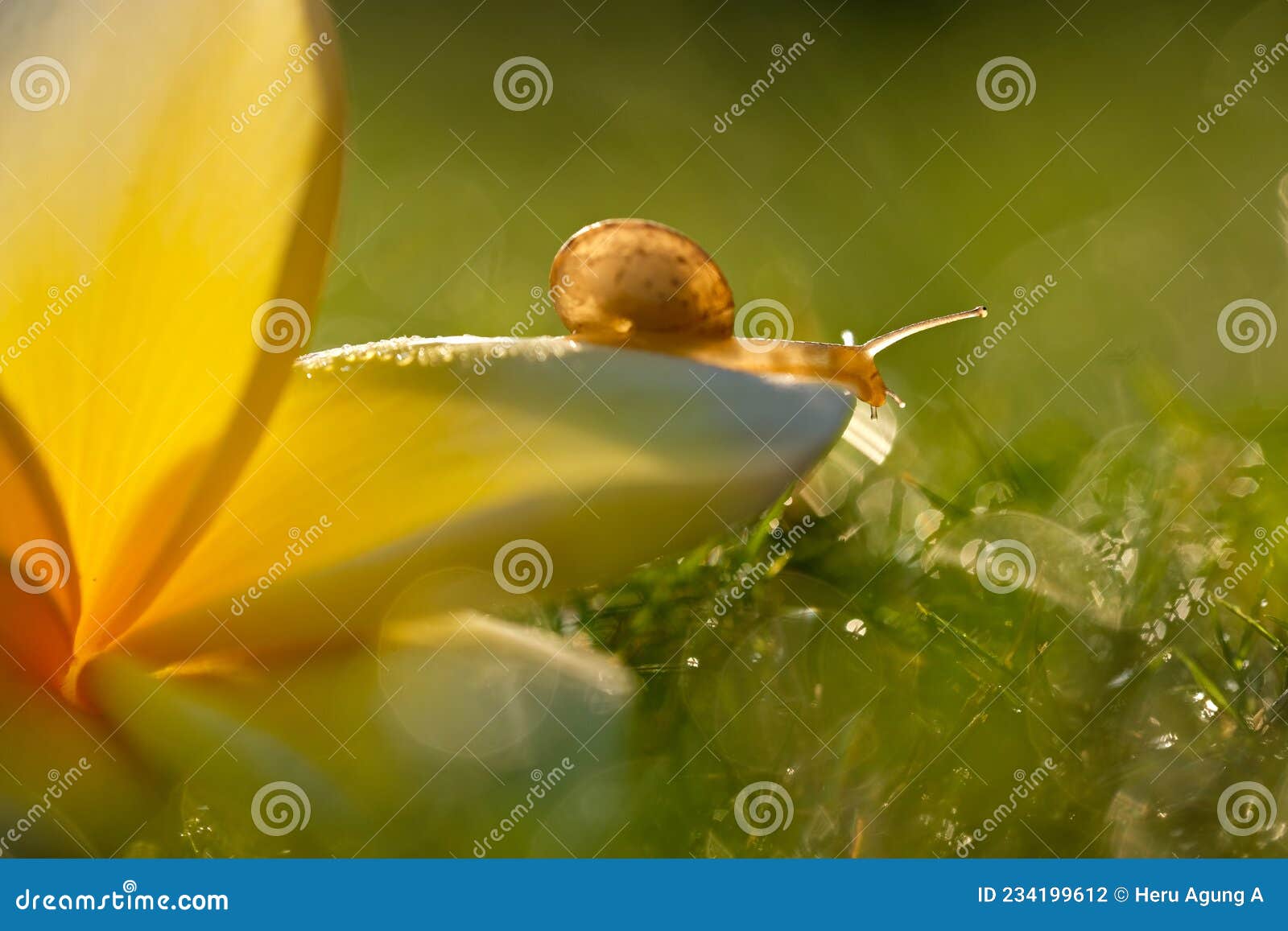 Snail Walking on White Flowers Falling on Wet Grass Stock Photo - Image ...