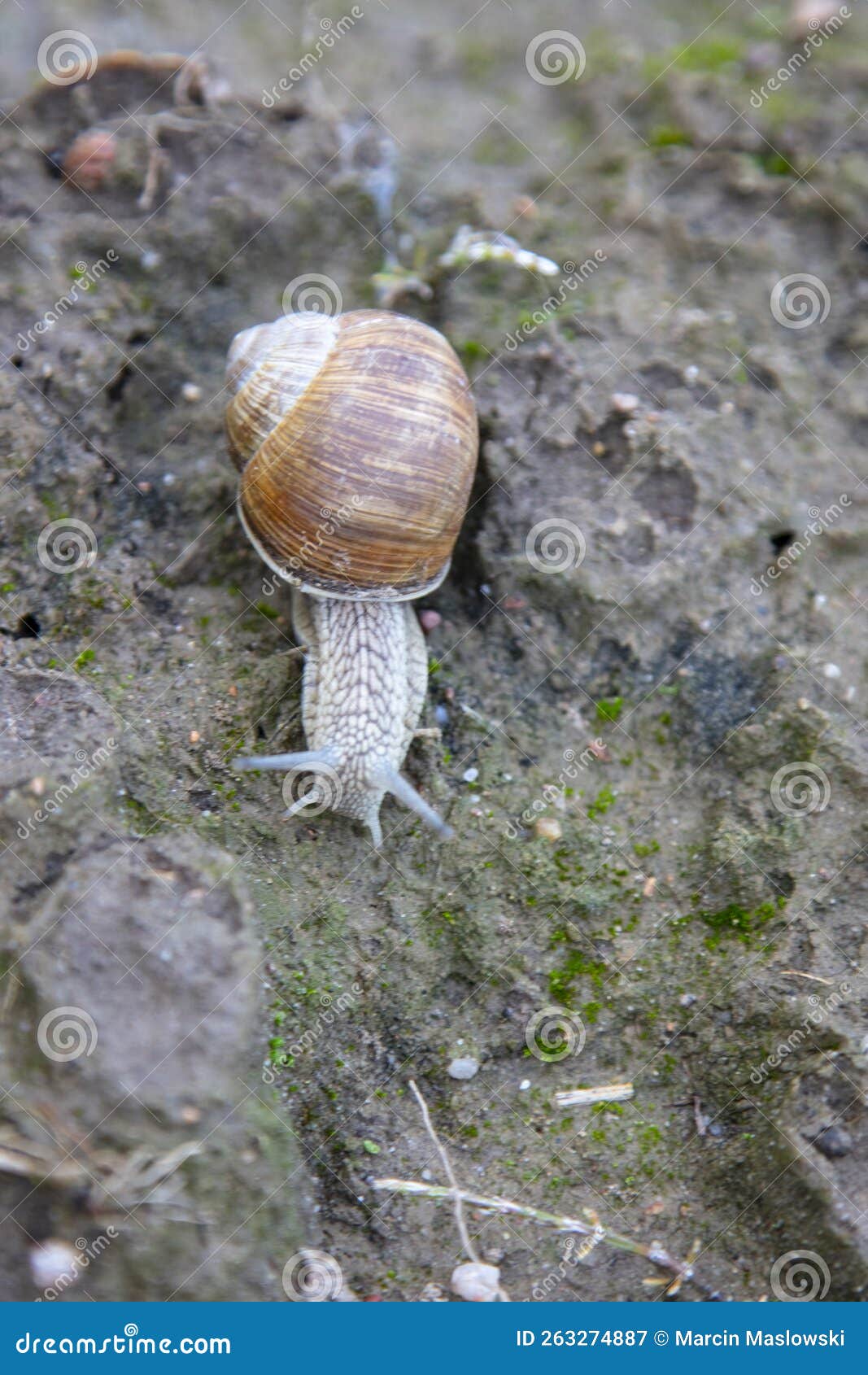Snail Walks on the Ground, Close-up of the Antennae Stock Image - Image ...