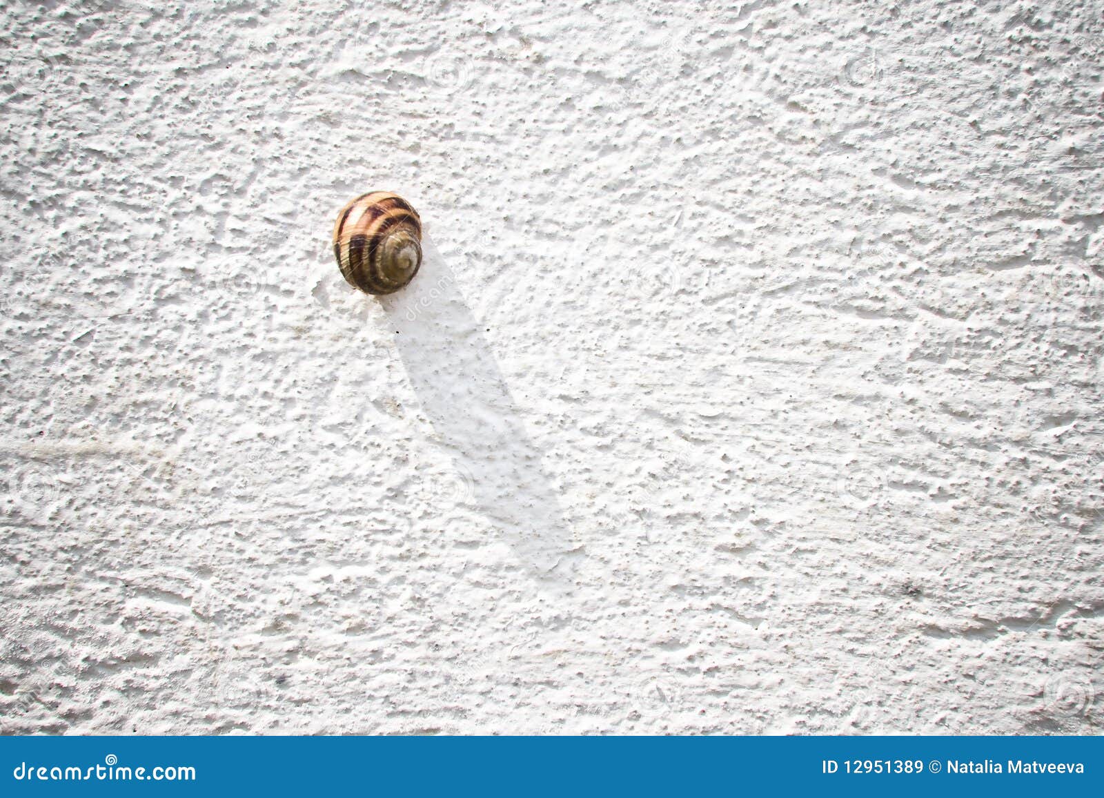 Snail on a wall stock image. Image of spiral, snail, insect - 12951389