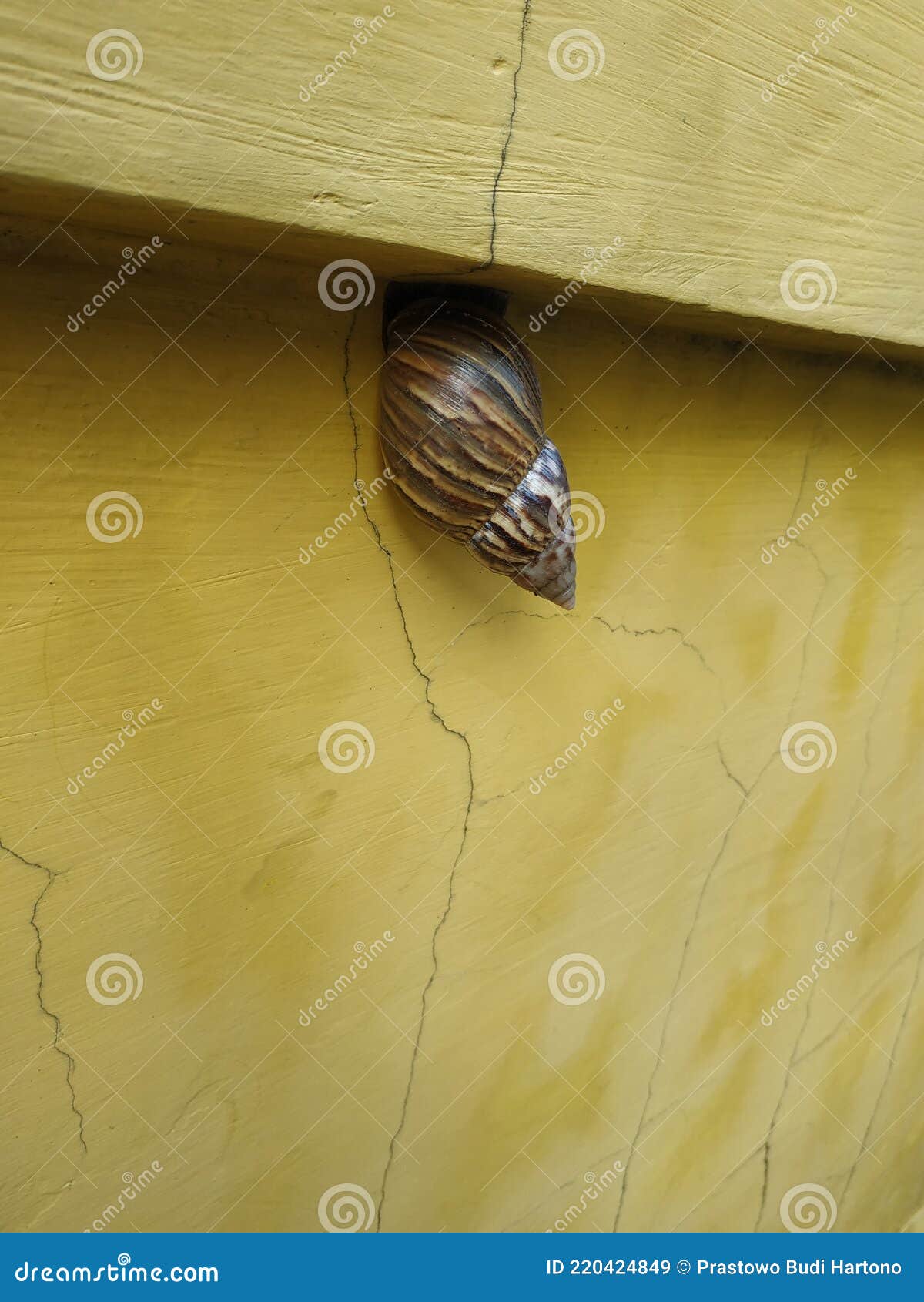 The snail at the wall stock image. Image of patern, snail - 220424849