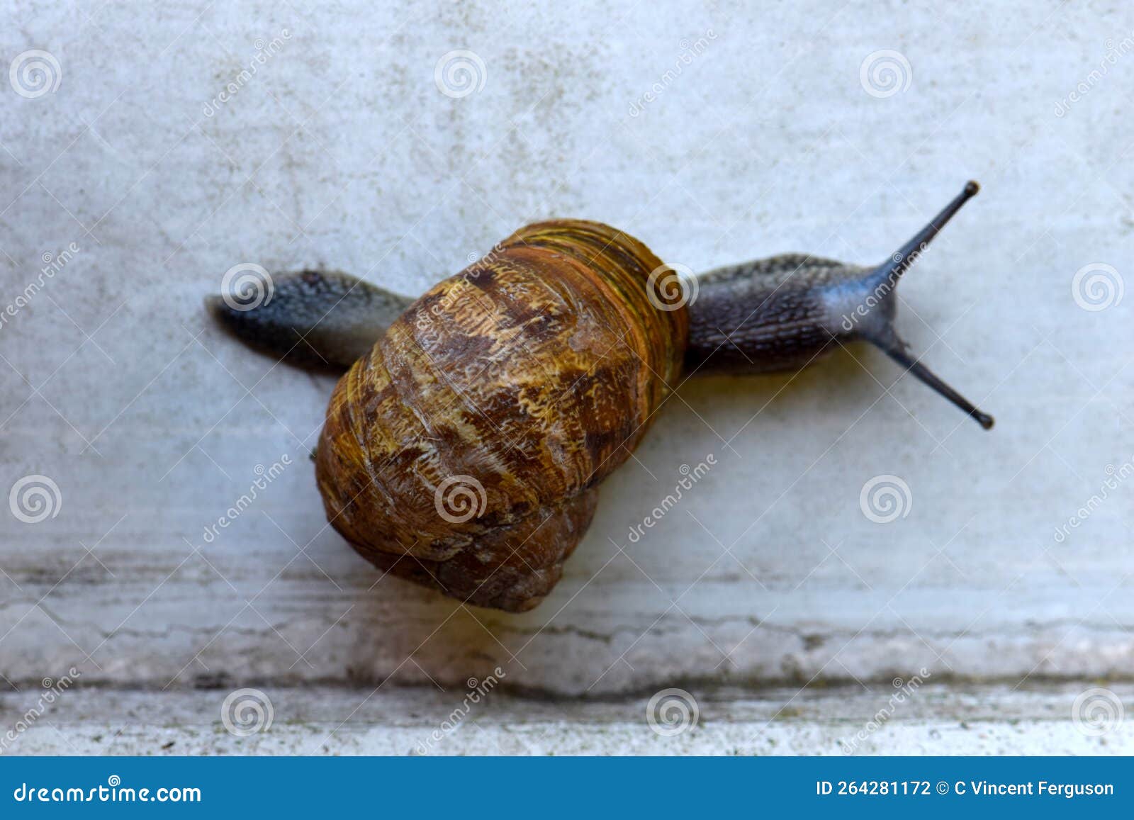 Hard Shell Snail on Wall 01 Stock Photo - Image of spiral, slimy: 264281172