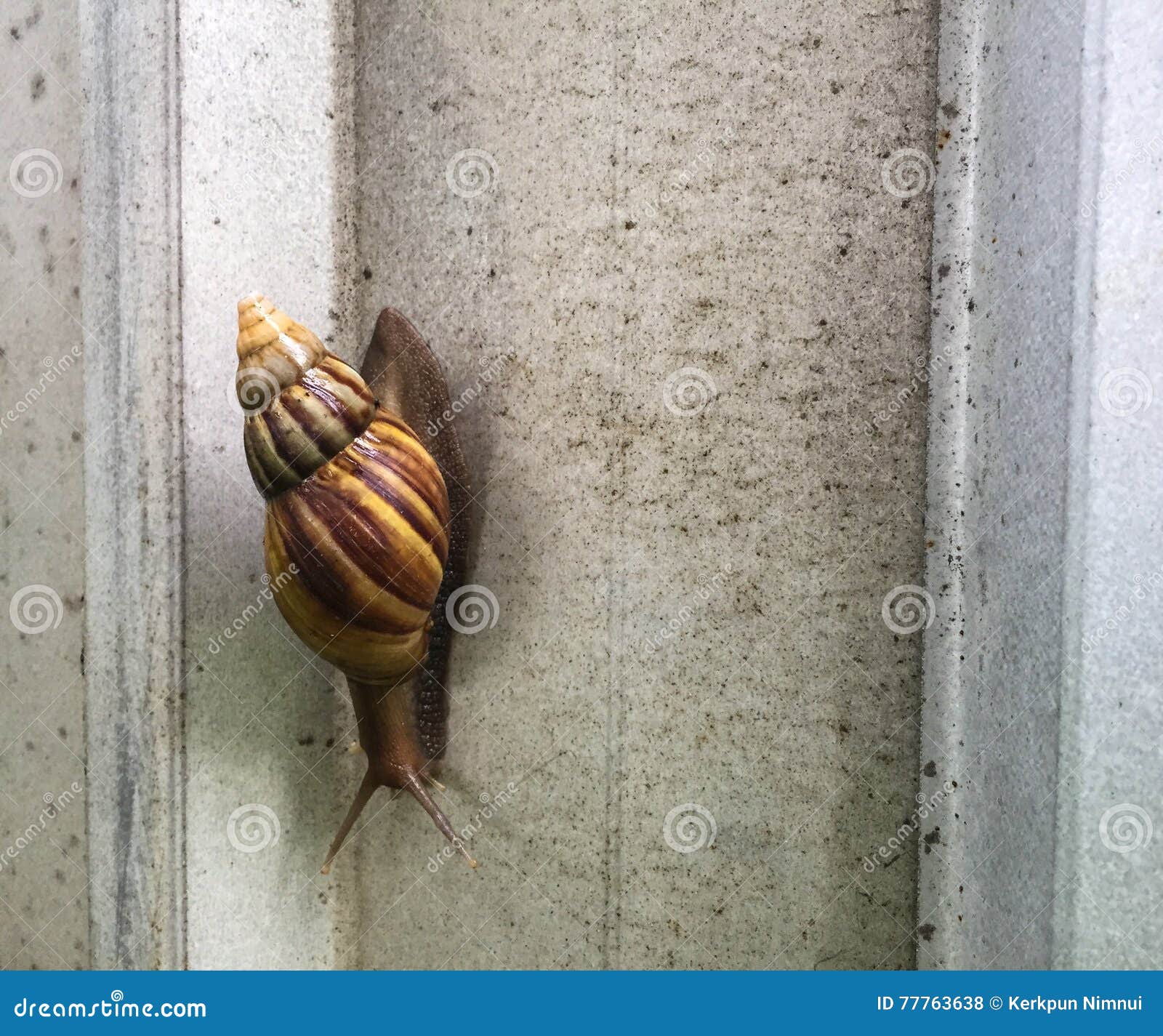 Snail in the wall. stock photo. Image of snail, wallpaper - 77763638