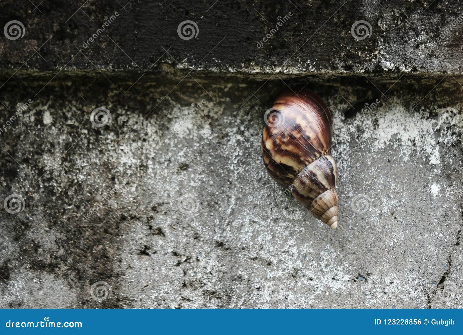 Snail on the Wall for Background Stock Photo - Image of natural, animal ...