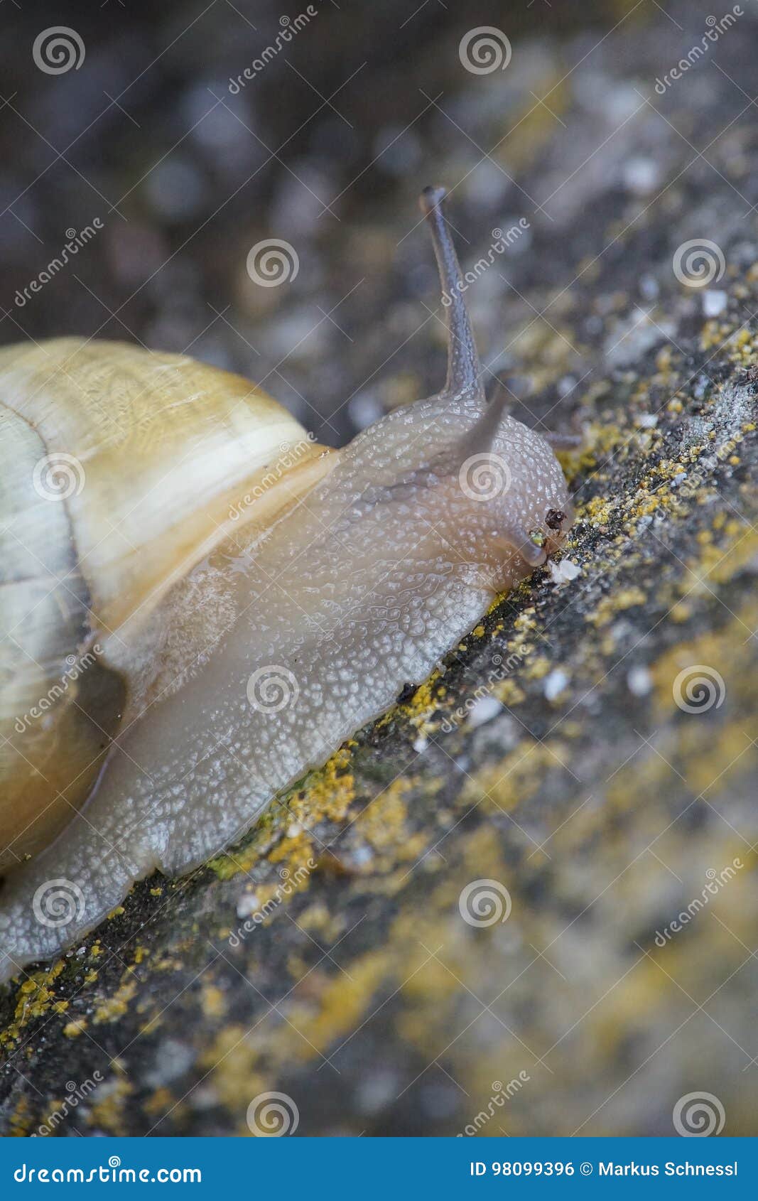 Snail on wall stock photo. Image of pace, sluggish, slimy - 98099396