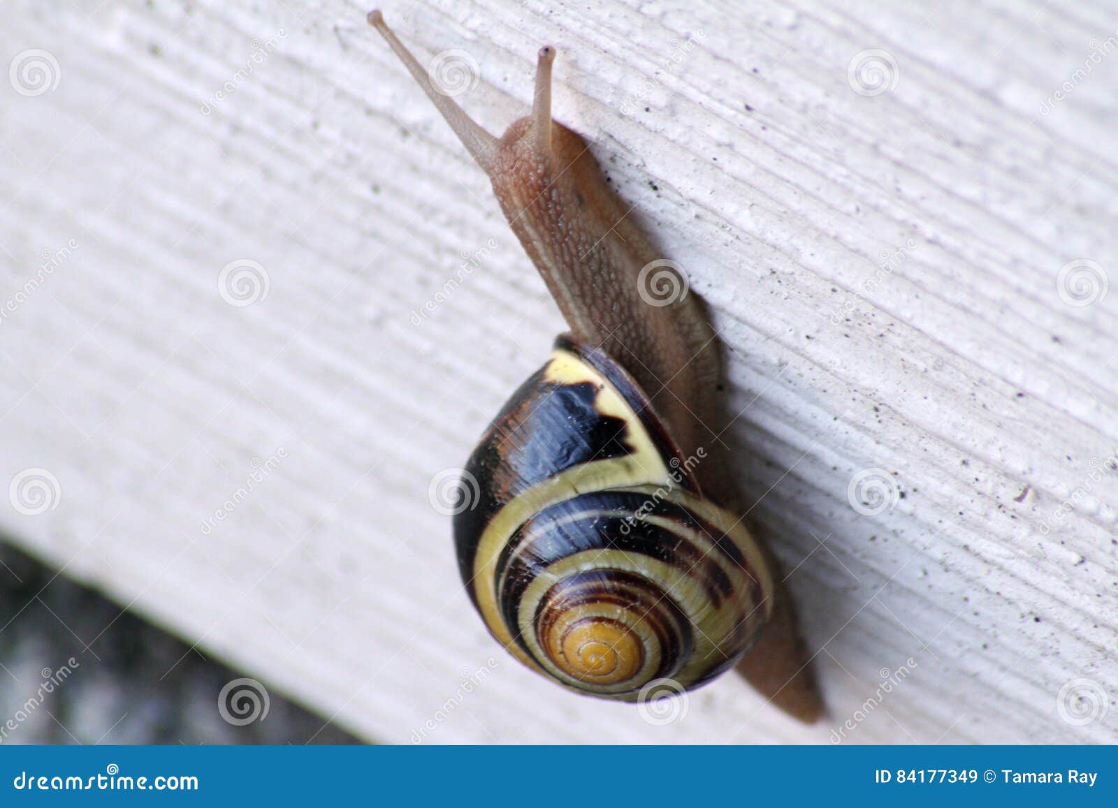 Snail on Wall stock image. Image of slime, sticky, close - 84177349