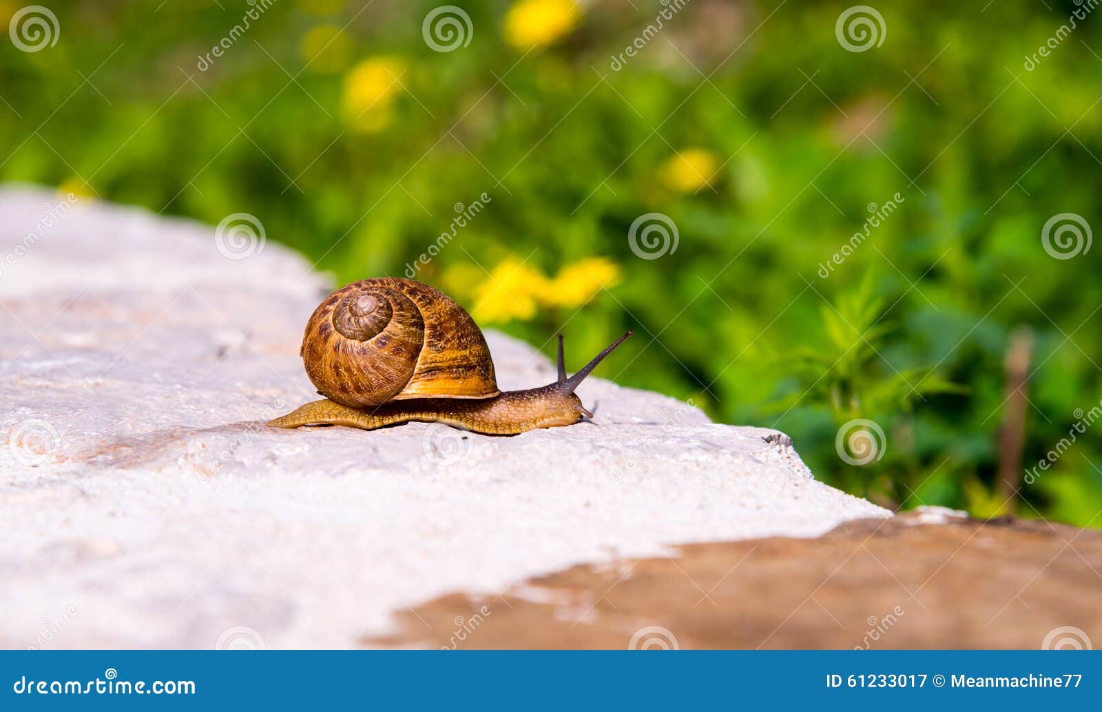 Snail on a wall stock image. Image of road, natural, pest - 61233017