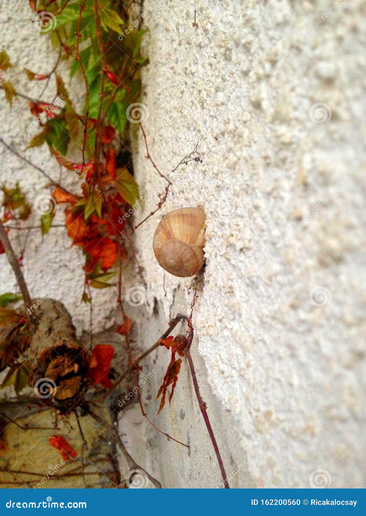 Snail on the wall stock photo. Image of spring, wall - 162200560