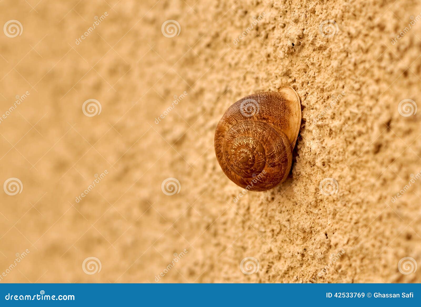 Snail on the wall stock image. Image of tough, snail - 42533769