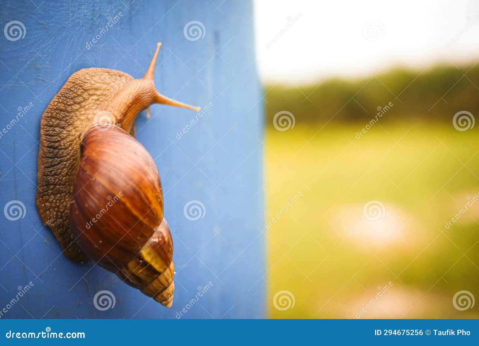 Snail on the Wall stock photo. Image of wall, closeup - 294675256